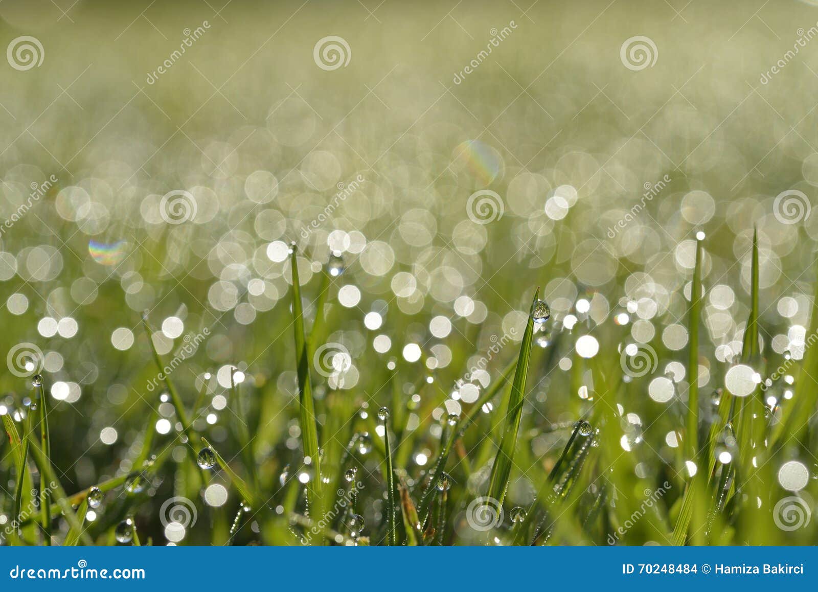 Early morning dew on grass stock photo. Image of backgrounds - 70248484