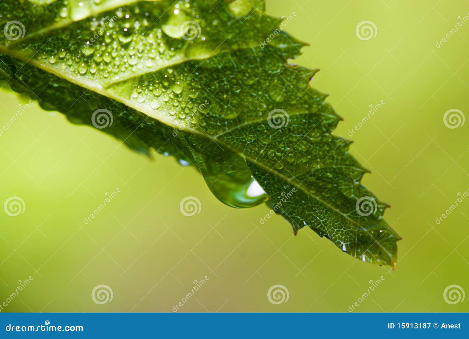 Early Morning Dew on Green Leaf Stock Image - Image of macro, detail ...