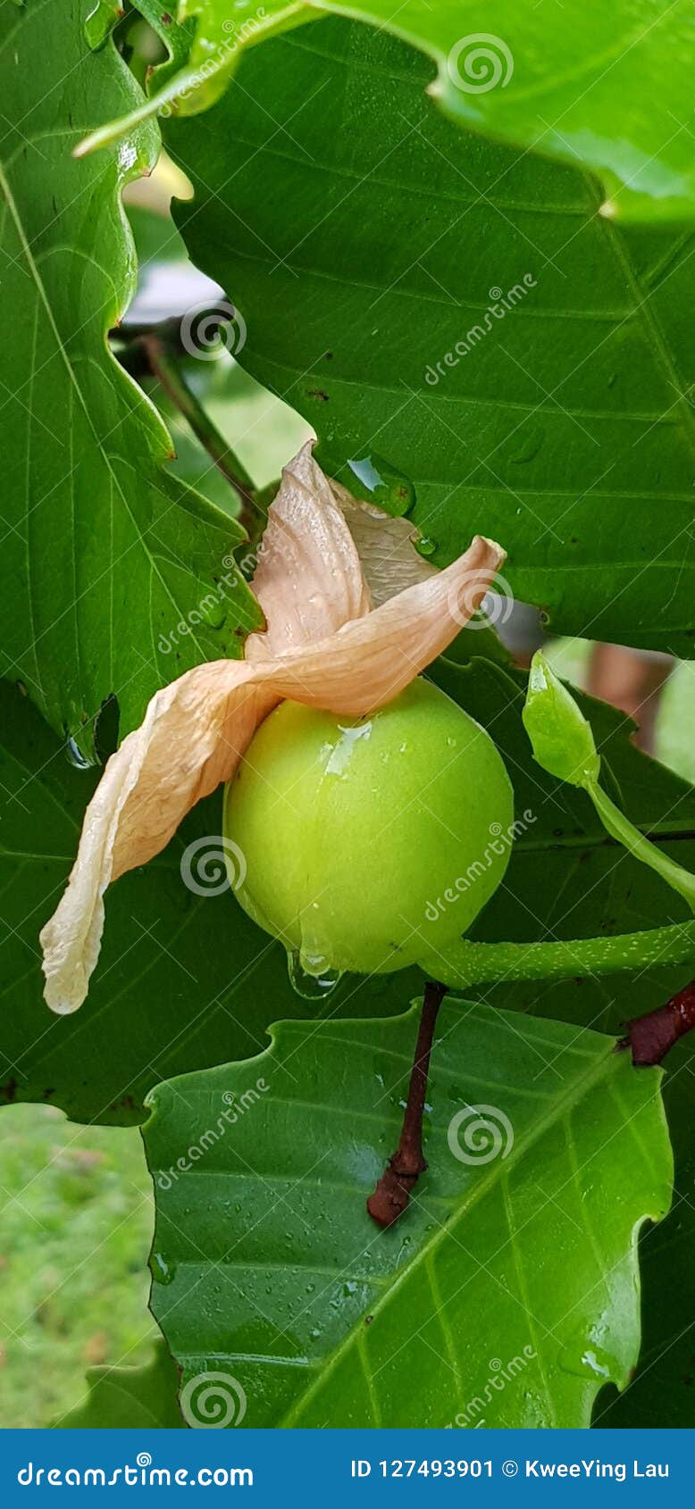Simpoh Tree Stock Photos - Free & Royalty-Free Stock Photos from Dreamstime