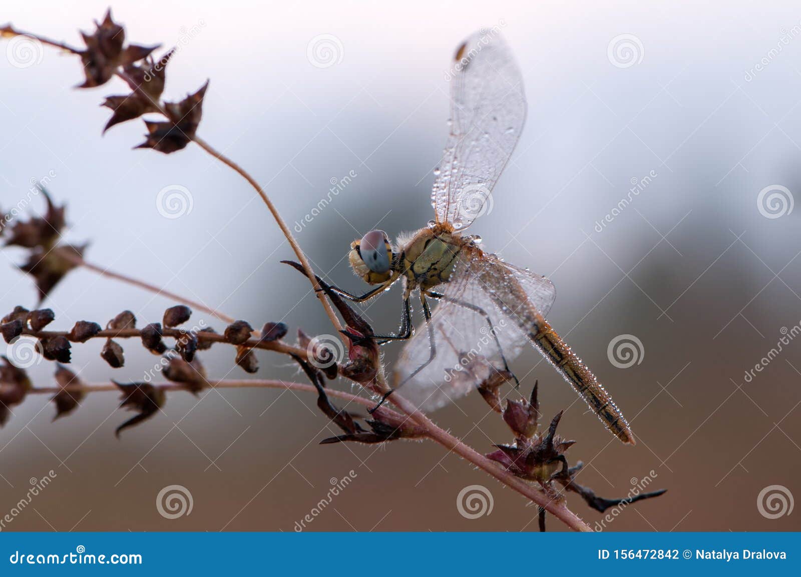 Early in the Morning Dragonfly on a Blade of Grass Dries Its Wings from ...
