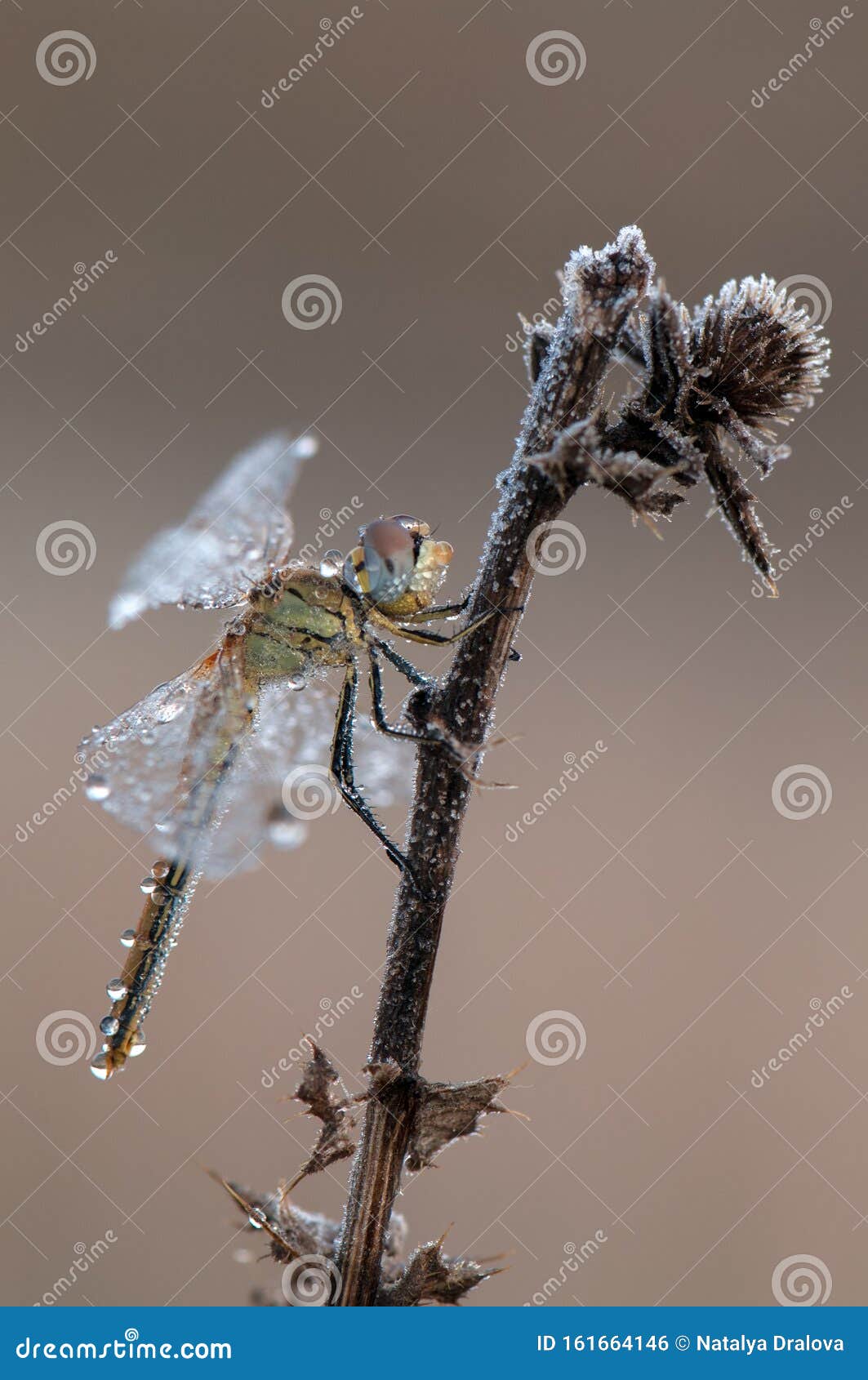 Early in the Morning Dragonfly on a Blade of Grass Dries Its Wings from ...
