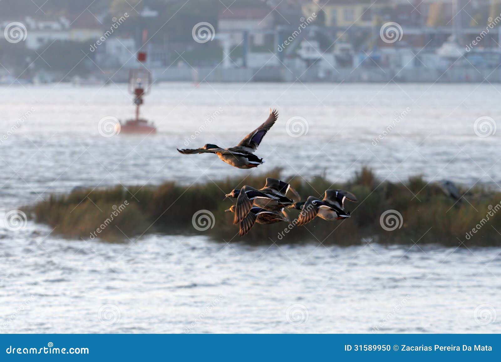 Early morning ducks stock photo. Image of portugal, porto - 31589950