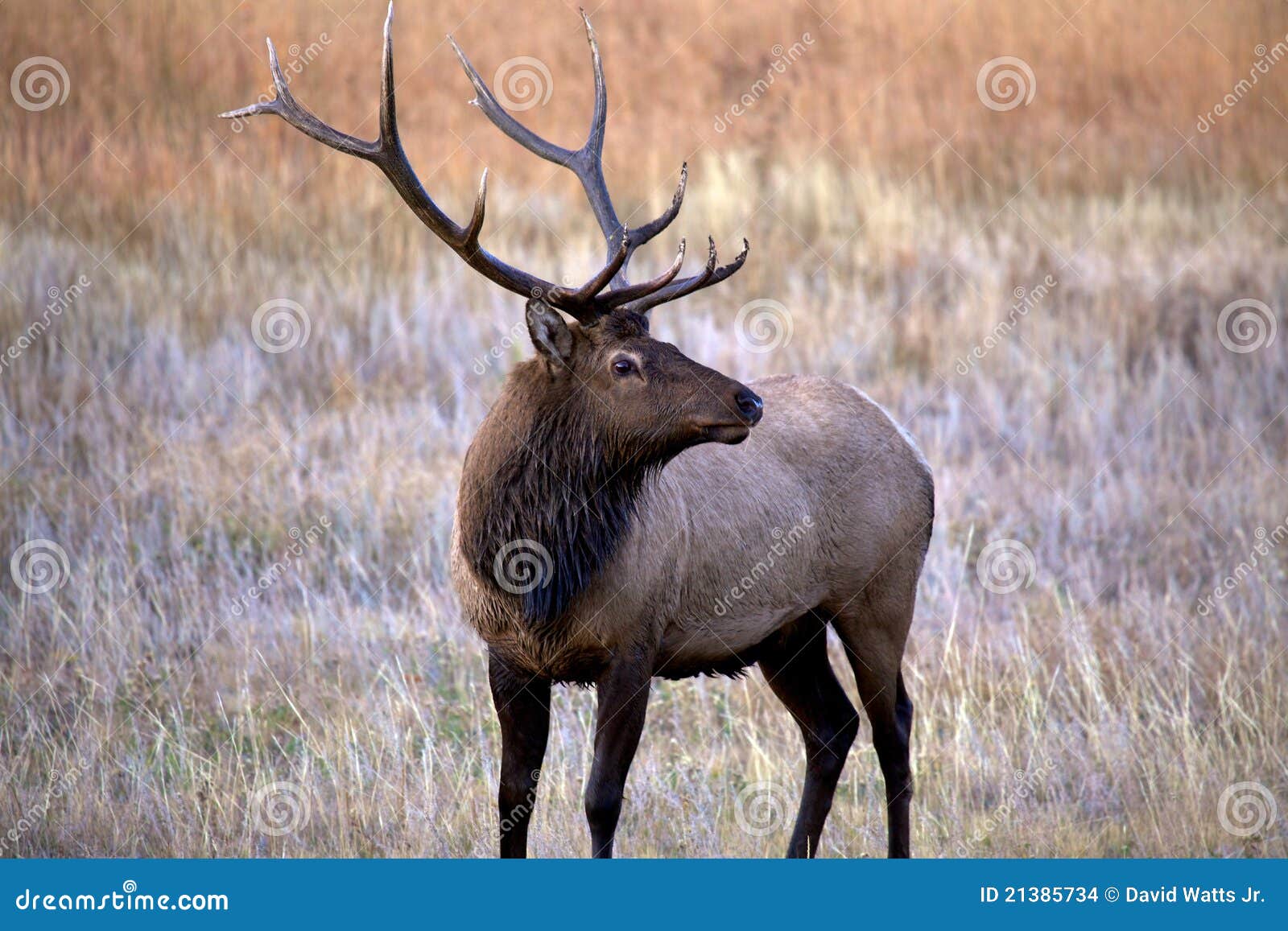 Early Morning Elk stock photo. Image of wildlife, natural - 21385734