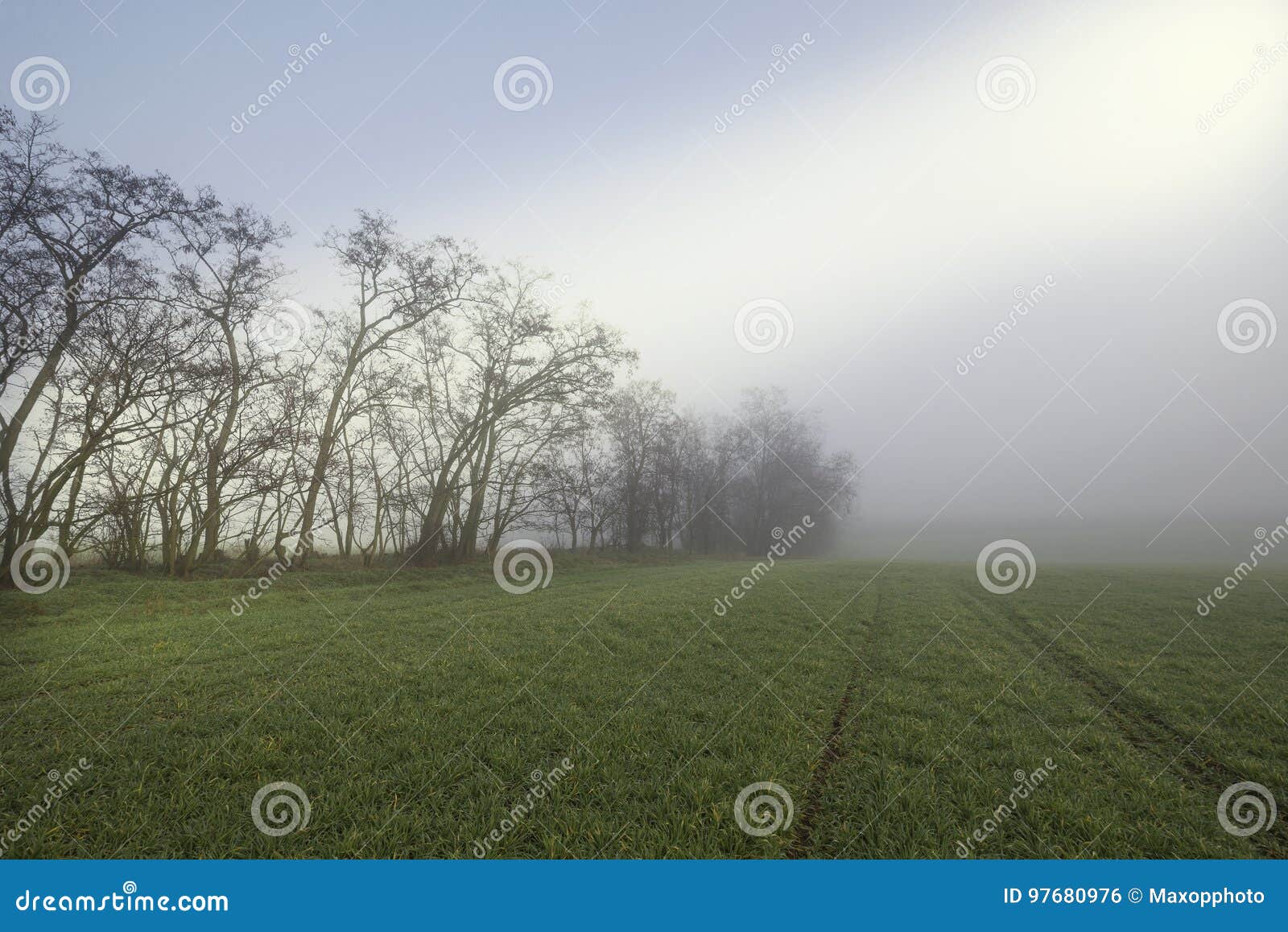 Early Morning in Fall in the Field with Trees Stock Photo - Image of ...