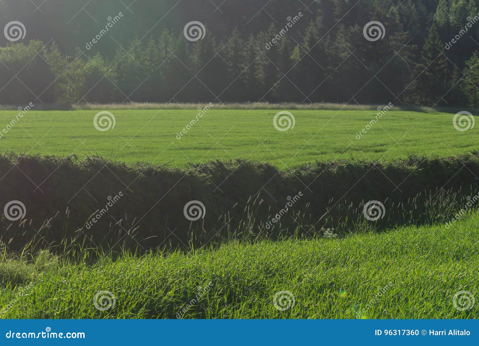 Early morning field view stock photo. Image of fields - 96317360