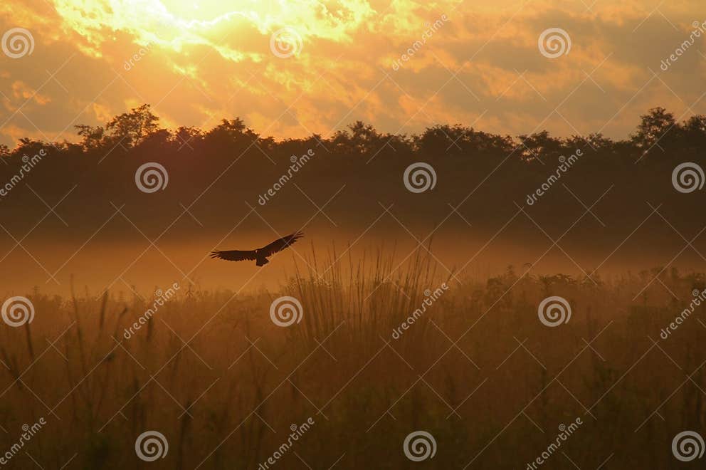 Early Morning Flight stock image. Image of bird, animal - 3613919