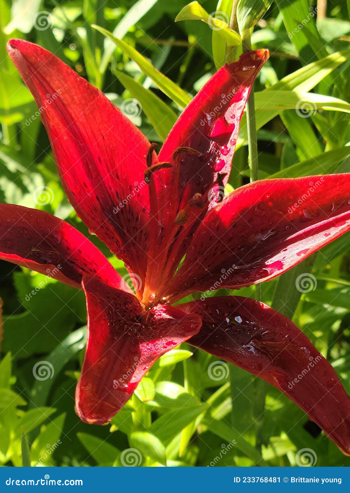 Early morning flowers stock image. Image of tulip, shrub - 233768481