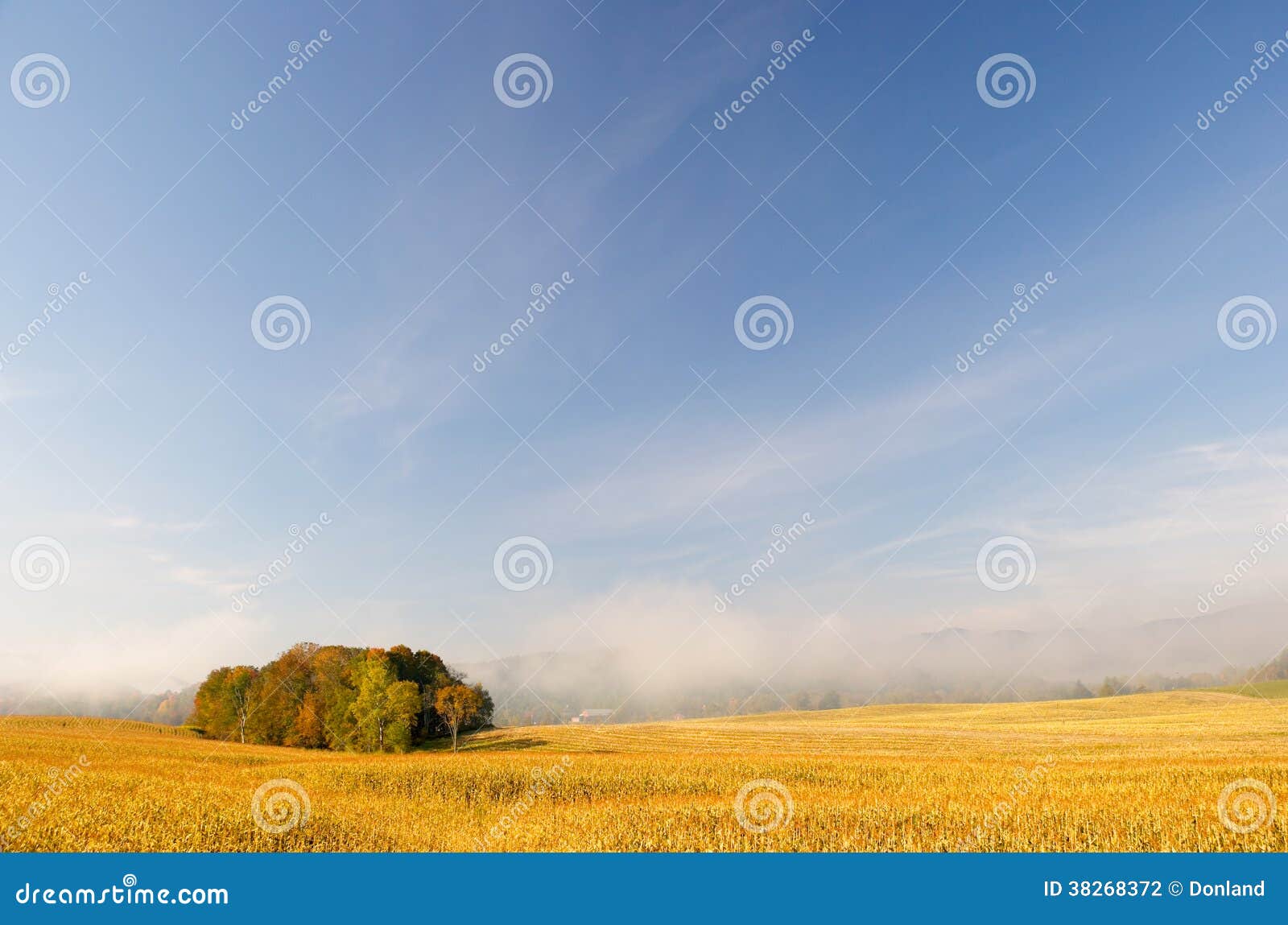 Early Morning Fog Over a Field of Corn. Stock Photo - Image of foliage ...