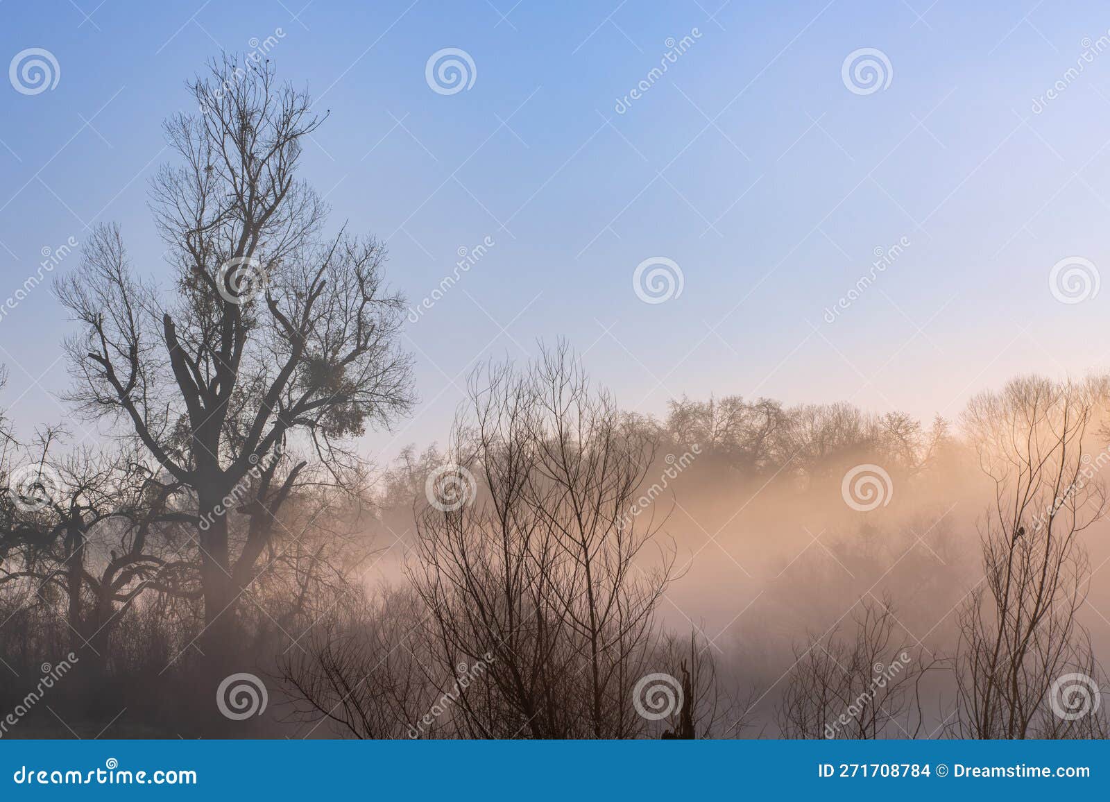 Early Morning Sunlight on the Tree Stock Photo - Image of beginnings ...