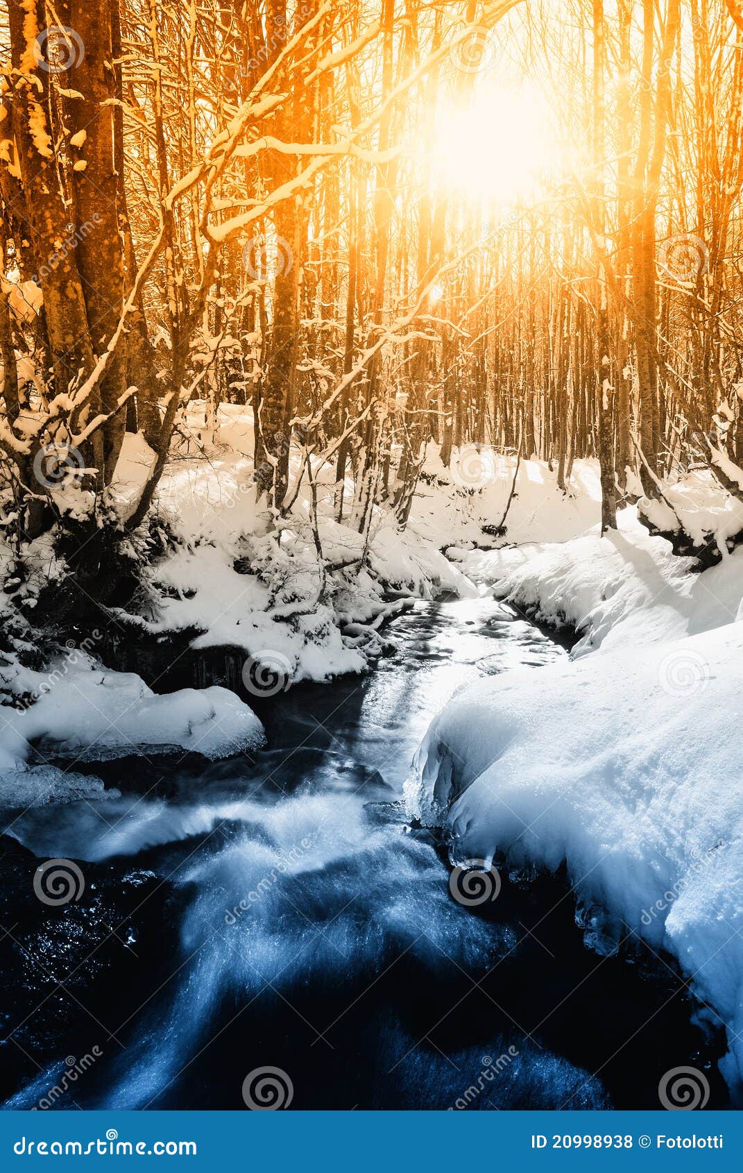 Early Morning in the Forest Stock Photo - Image of forest, frozen: 20998938