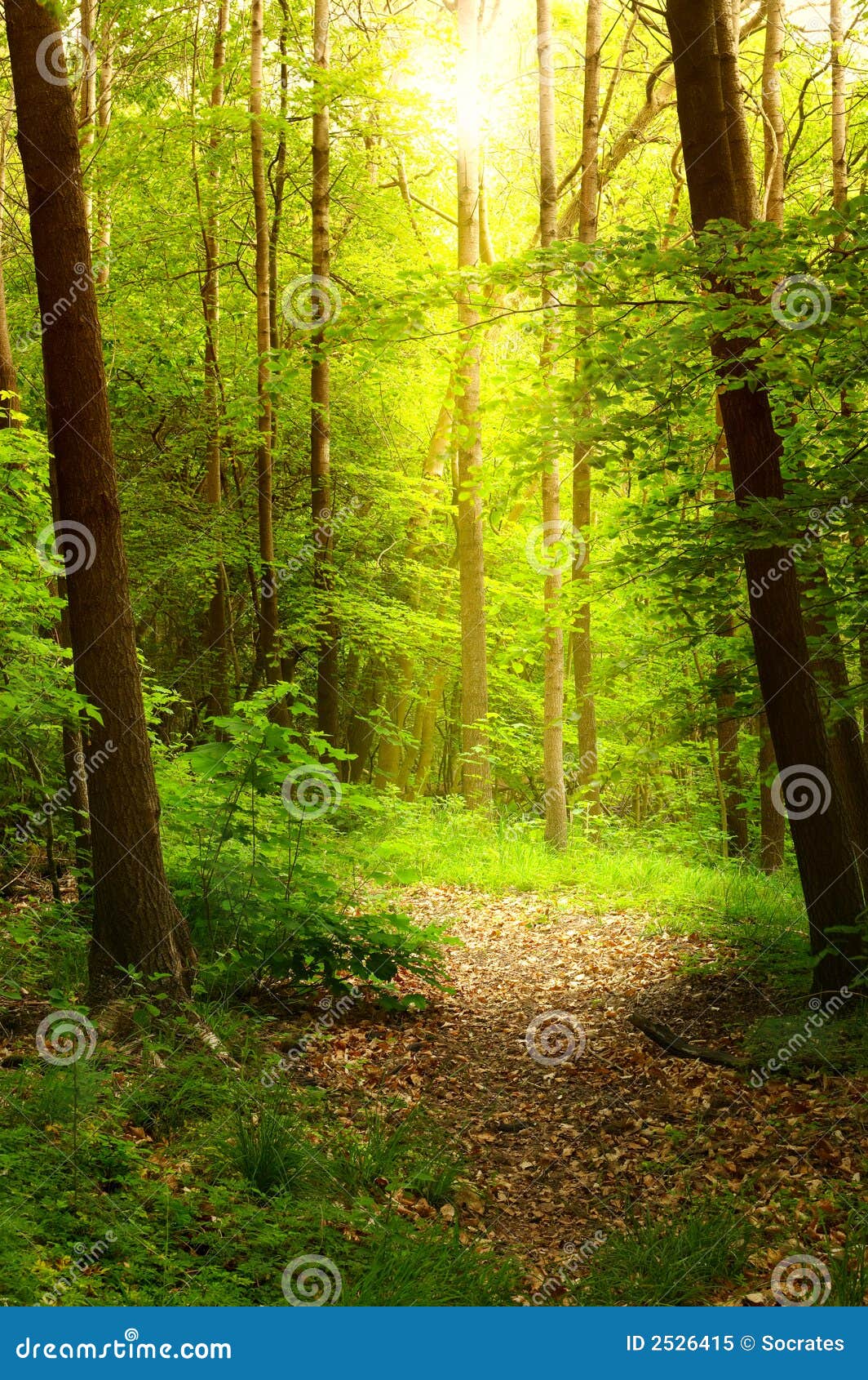 Early morning forest stock image. Image of heavenly, peace - 2526415