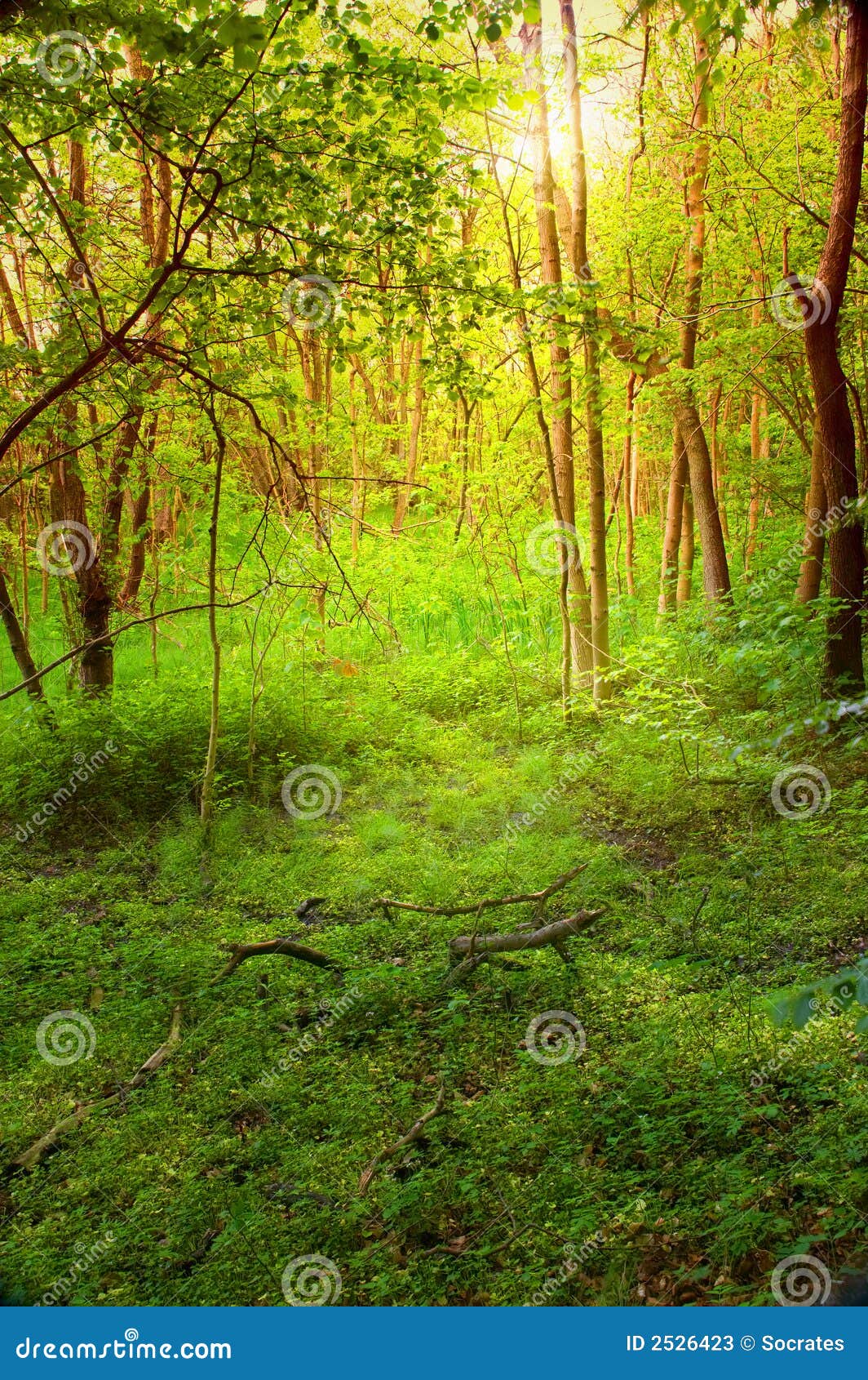 Early morning forest stock image. Image of park, heavenly - 2526423