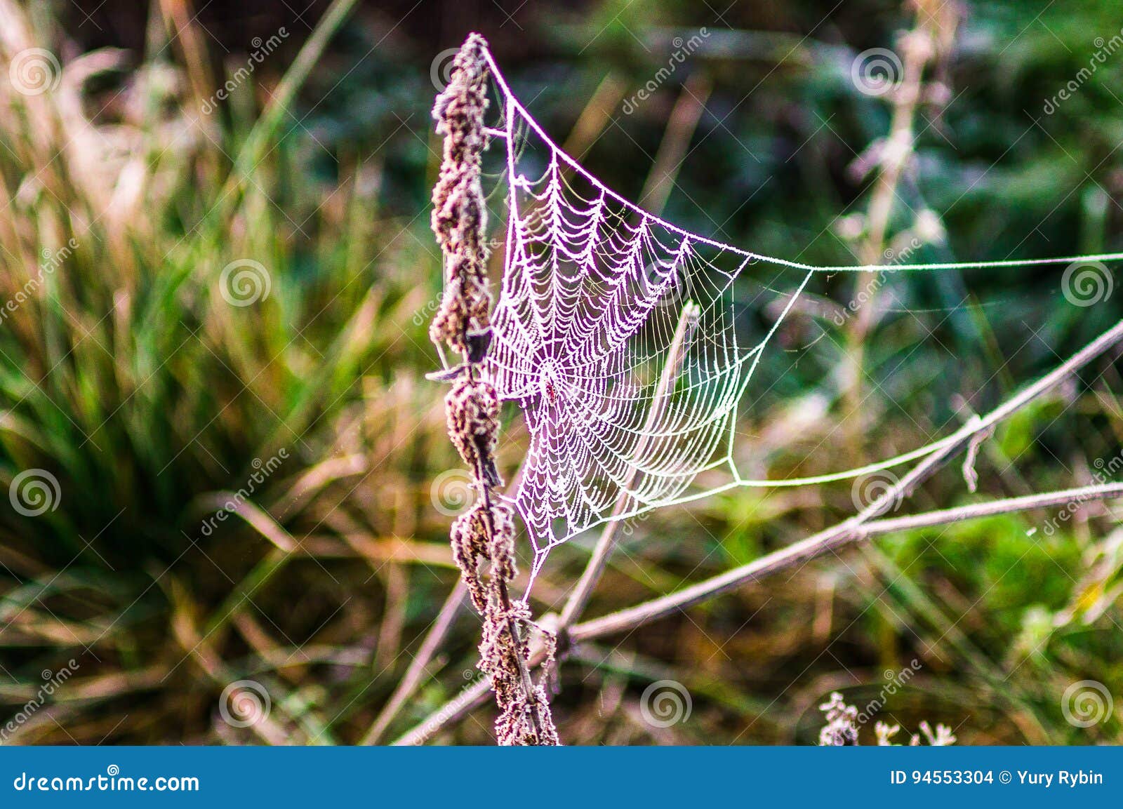 Early Morning in the Forest. the Cobweb is Covered with Frost Stock ...