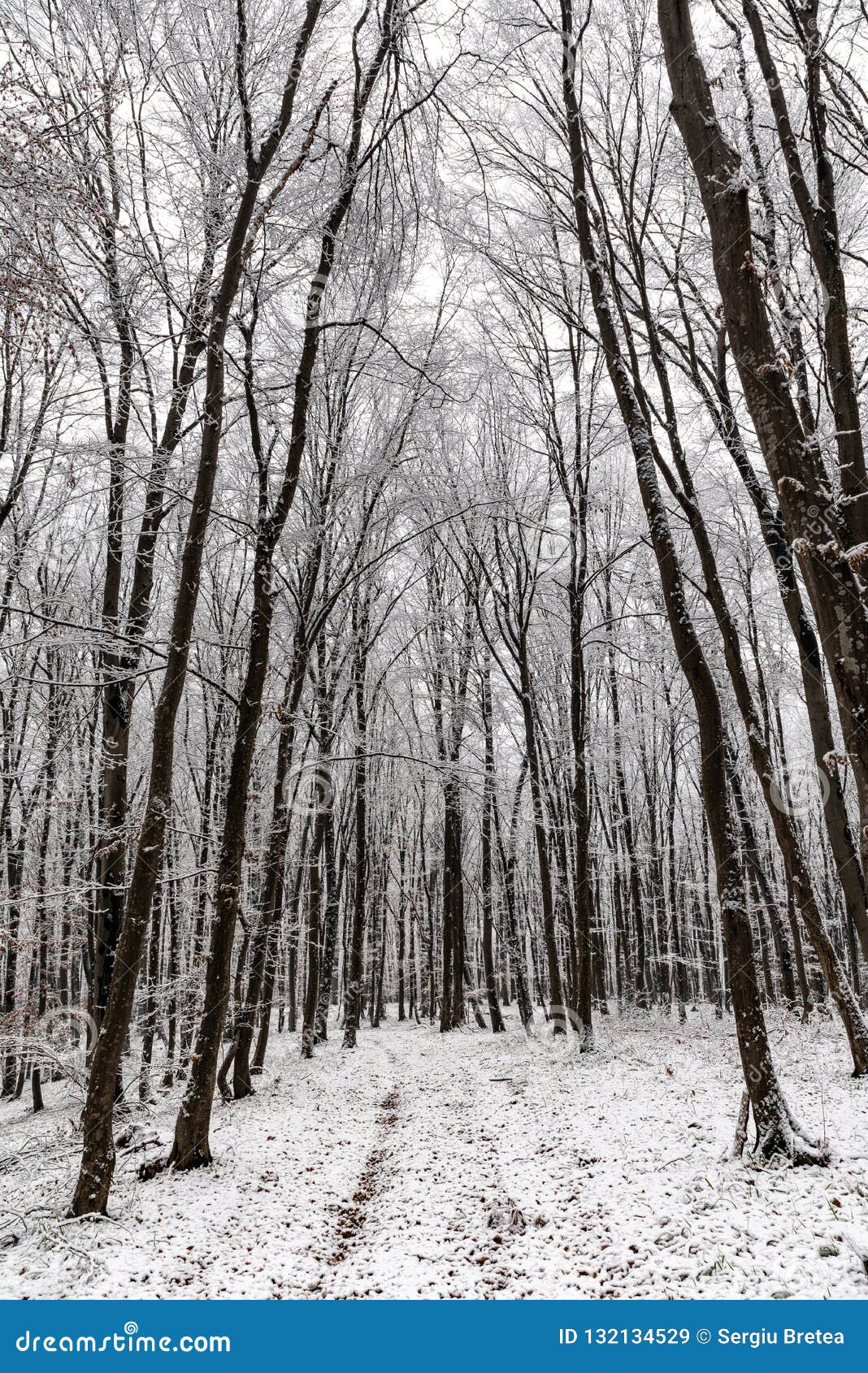 Misty Forest Fresh Snow Early Winter Stock Image - Image of nature ... Misty Forest Fresh Snow Early Winter Stock Image - Image of nature ...