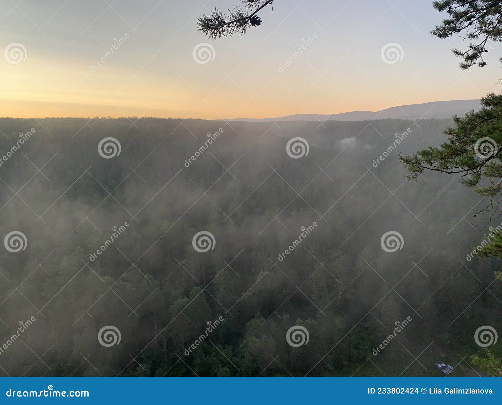 Early morning in a forest stock photo. Image of season - 233802424