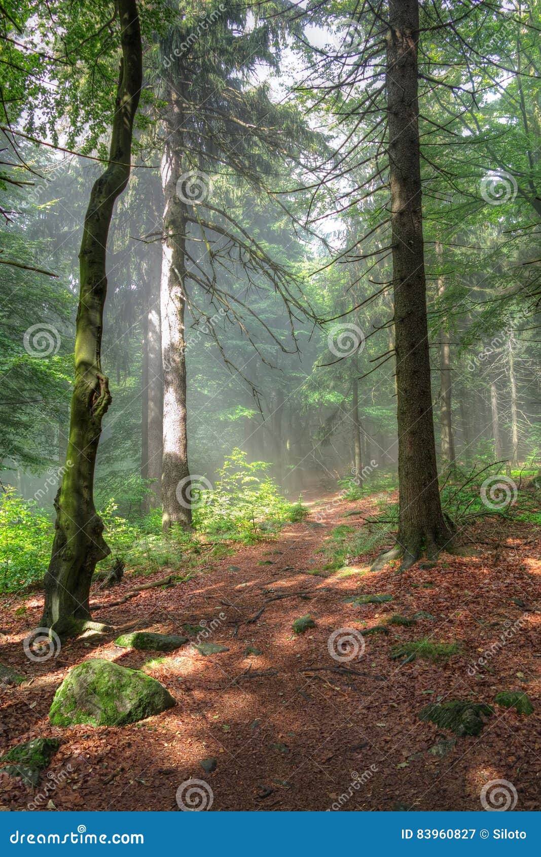 Early Morning in the Forest Stock Image - Image of peaceful, landscape ...