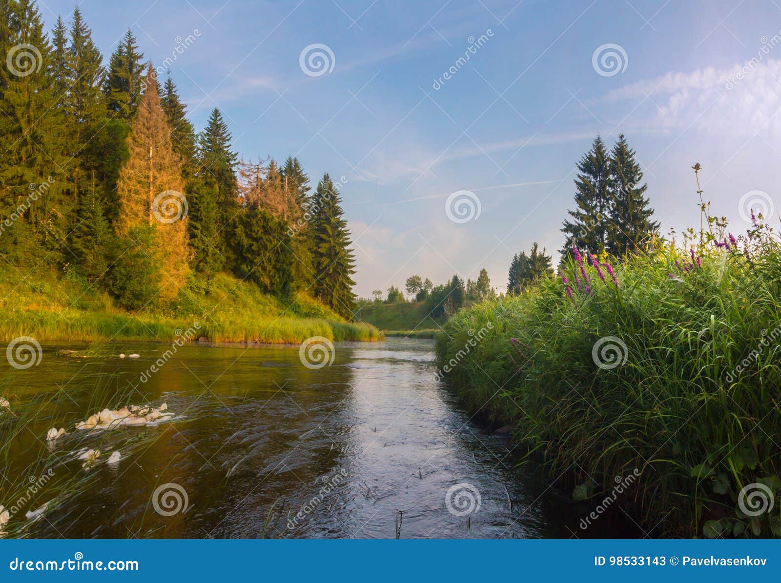 Early morning stock image. Image of cane, trees, morning - 98533143