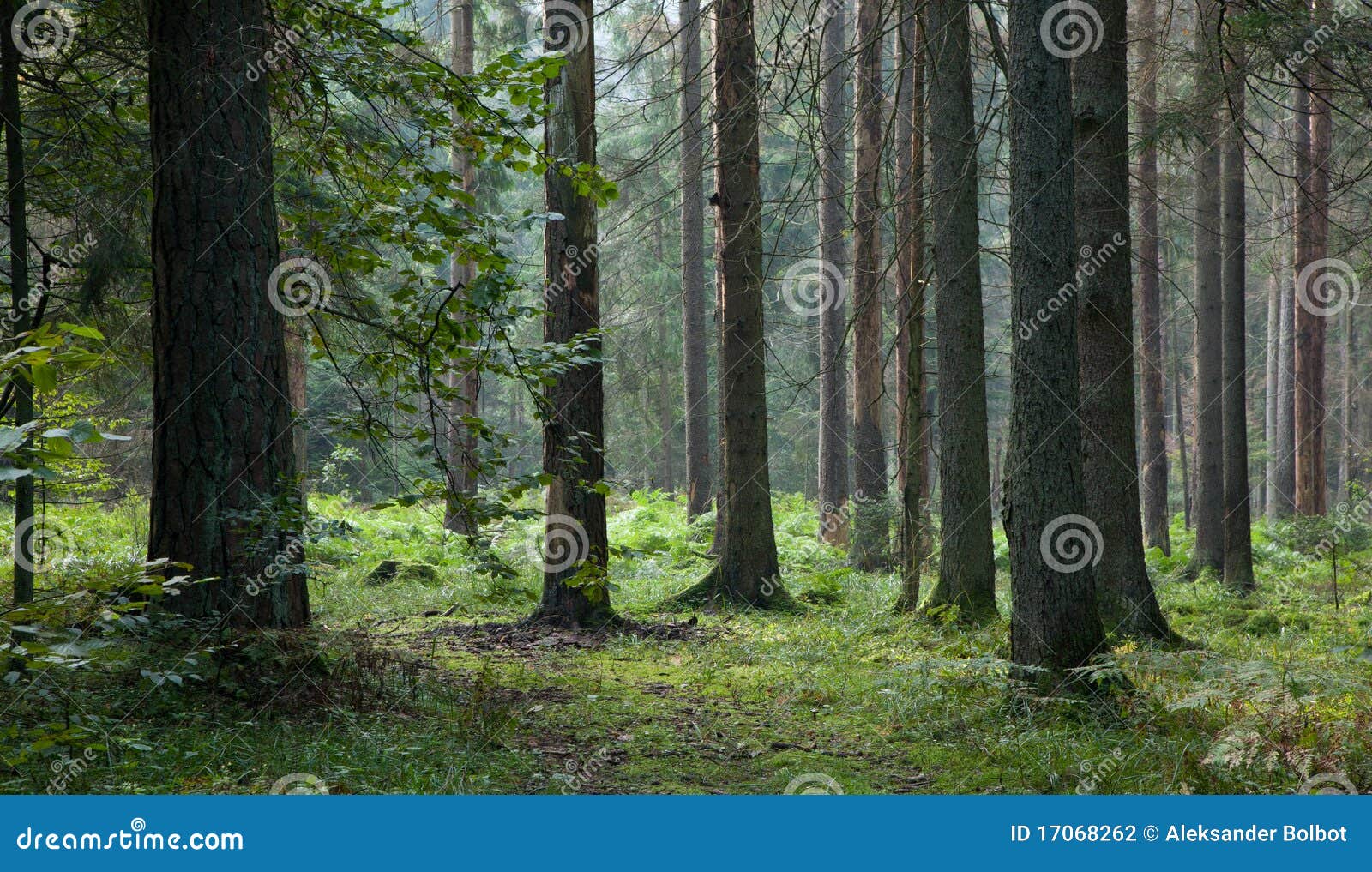 Early Morning in the Forest with Spruces Stock Photo - Image of sunny ...
