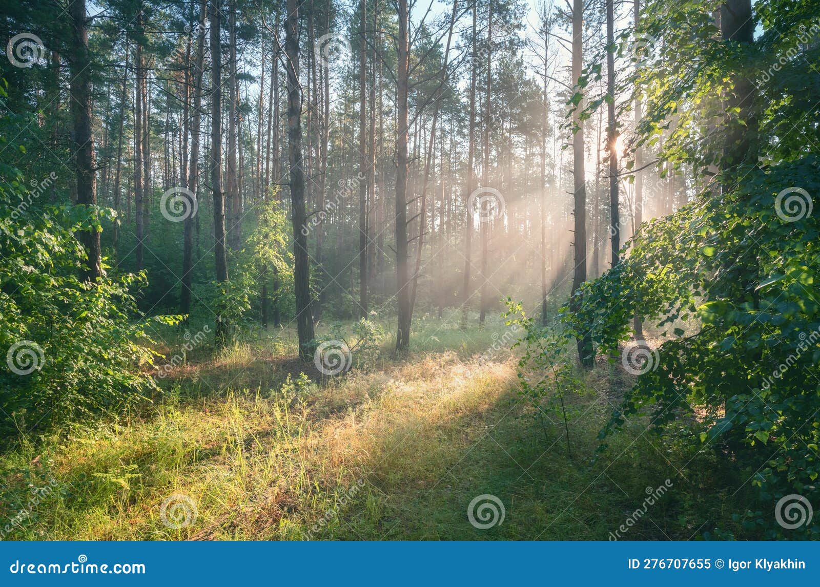 Early Morning in the Forest, the Sun S Rays Break through the Branches ...
