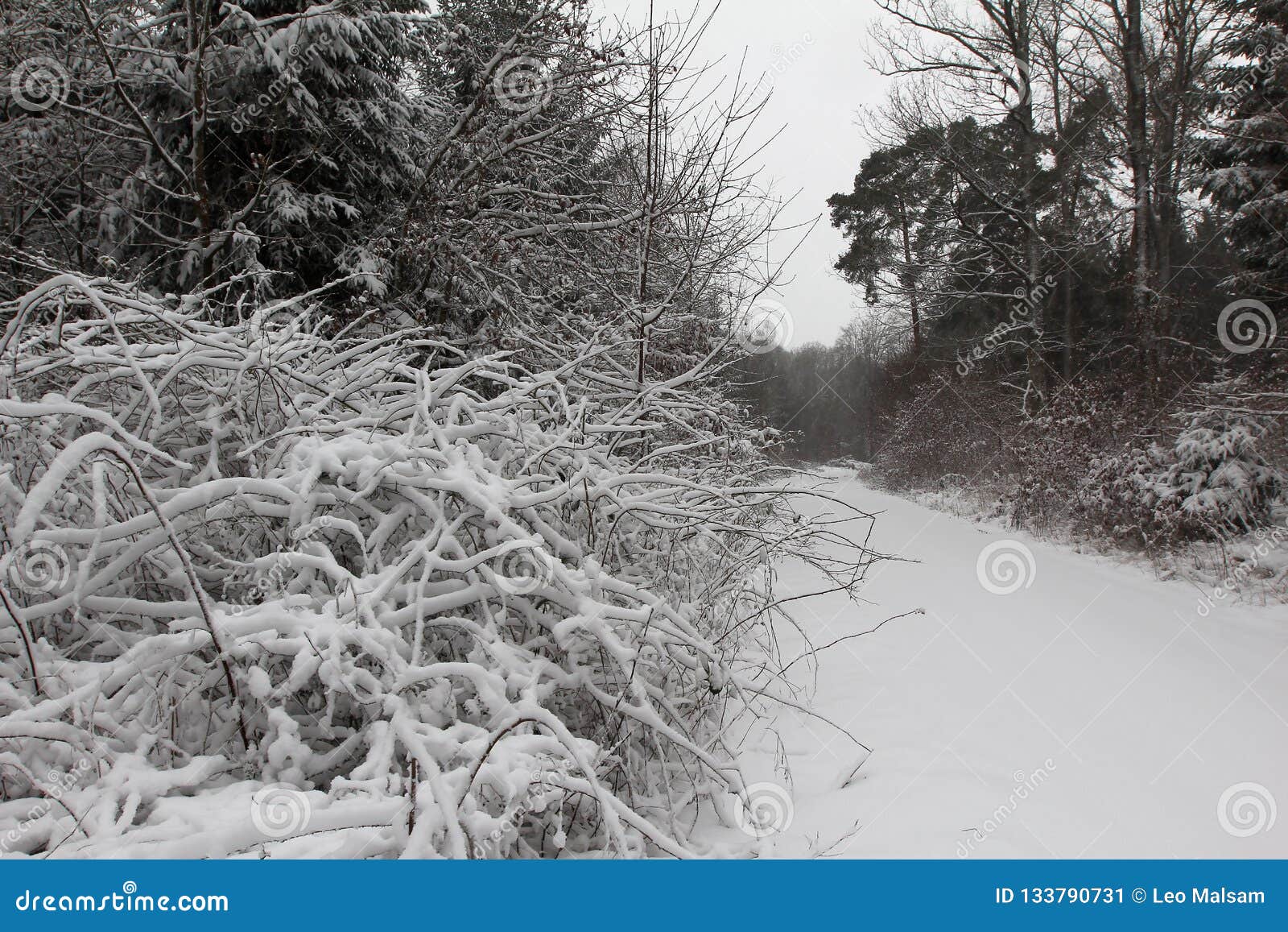 Early Morning Frost. Frost on the Grass and Trees Stock Image - Image ...