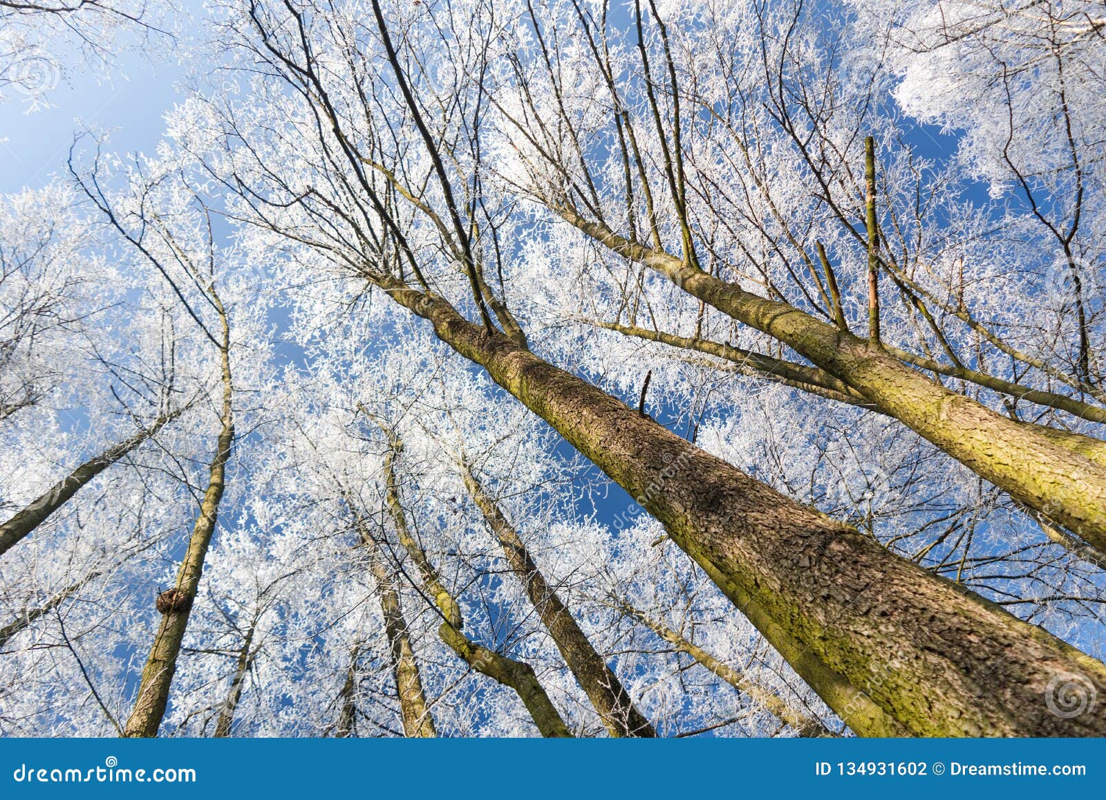 Winter Frost on trees stock photo. Image of nature, sunlight - 134931602