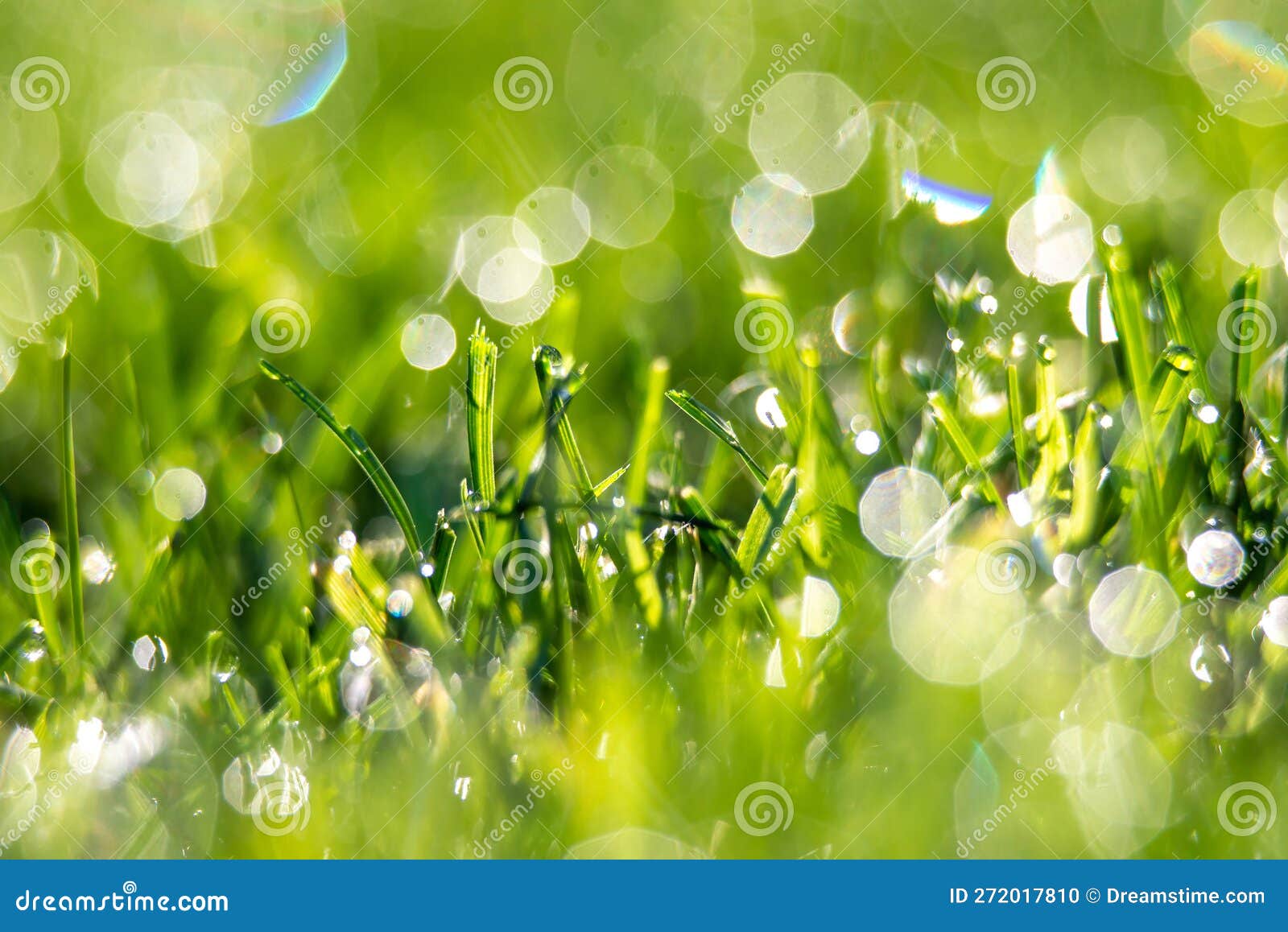 Early Morning Grass Dew on Back Yard Lawn Stock Photo - Image of garden ...