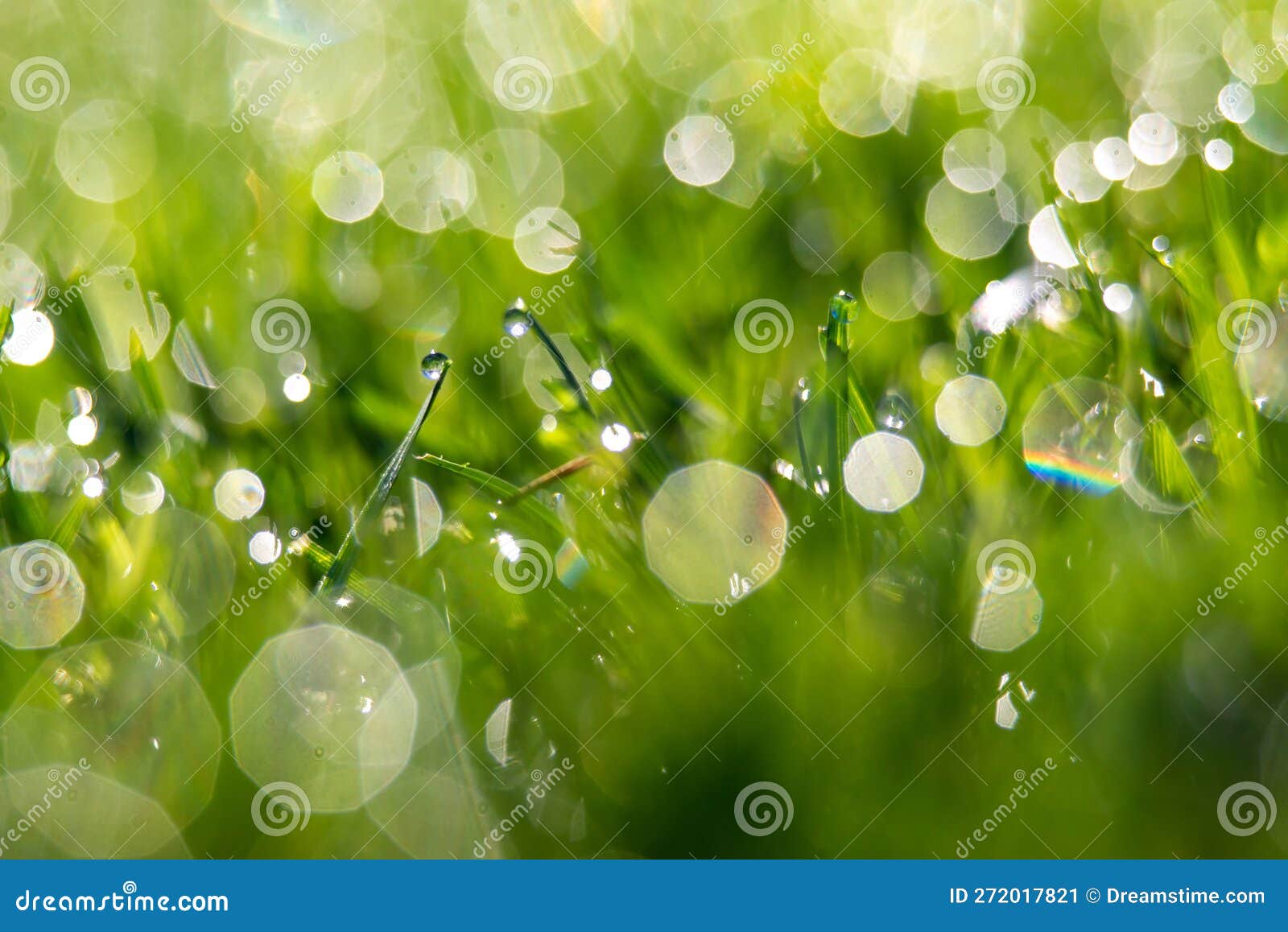 Early Morning Grass Dew on Back Yard Lawn Stock Image - Image of plant ...
