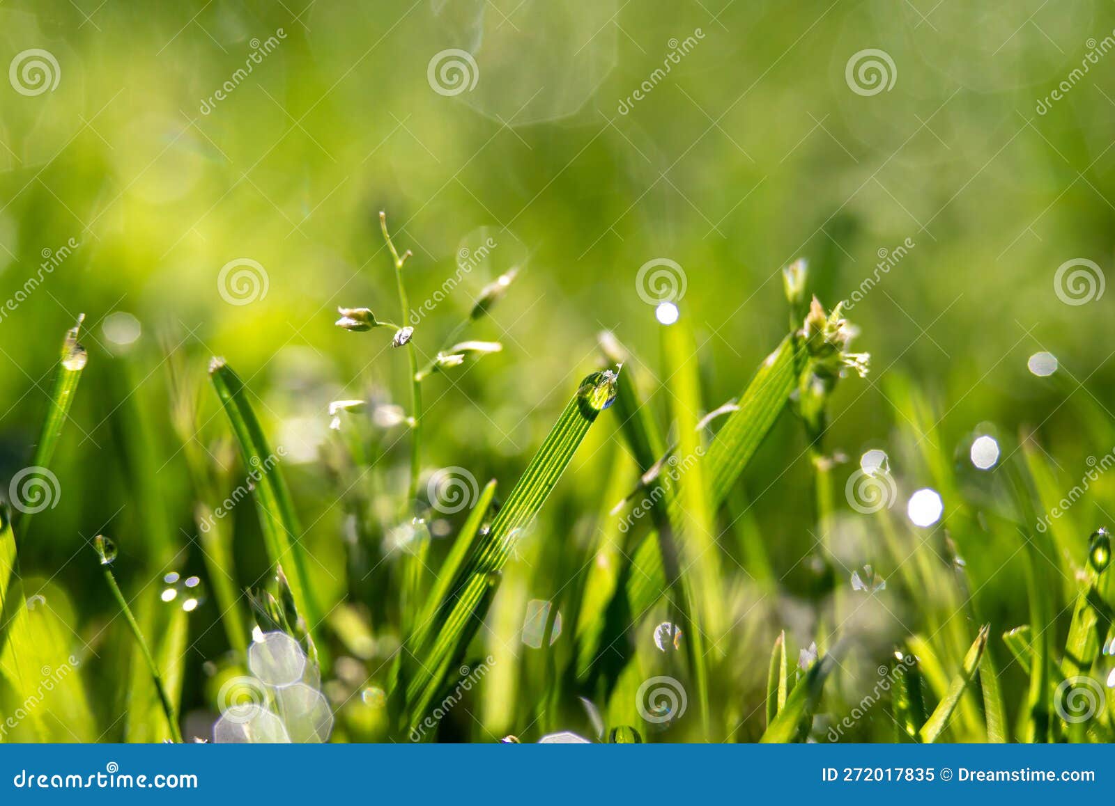 Early Morning Grass Dew on Back Yard Lawn Stock Image - Image of summer ...