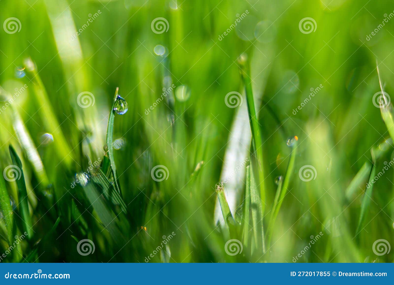 Early Morning Grass Dew on Back Yard Lawn Stock Image - Image of macro ...