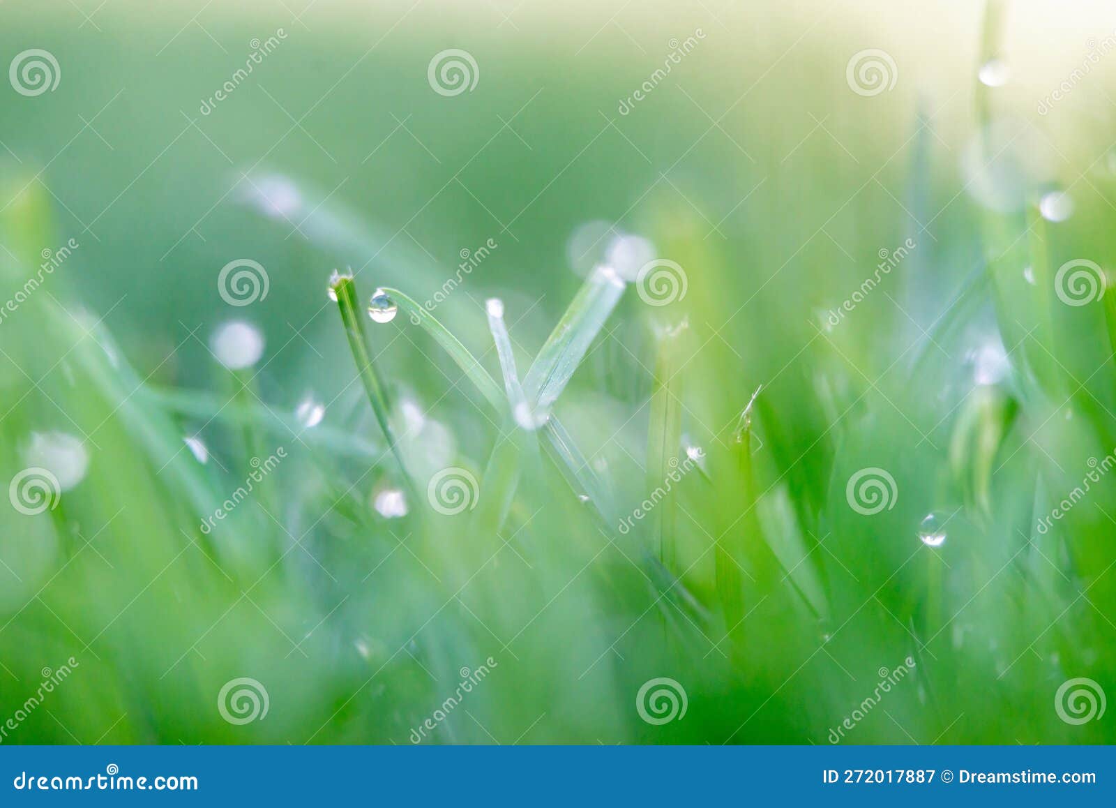 Early Morning Grass Dew on Back Yard Lawn Stock Image - Image of ...