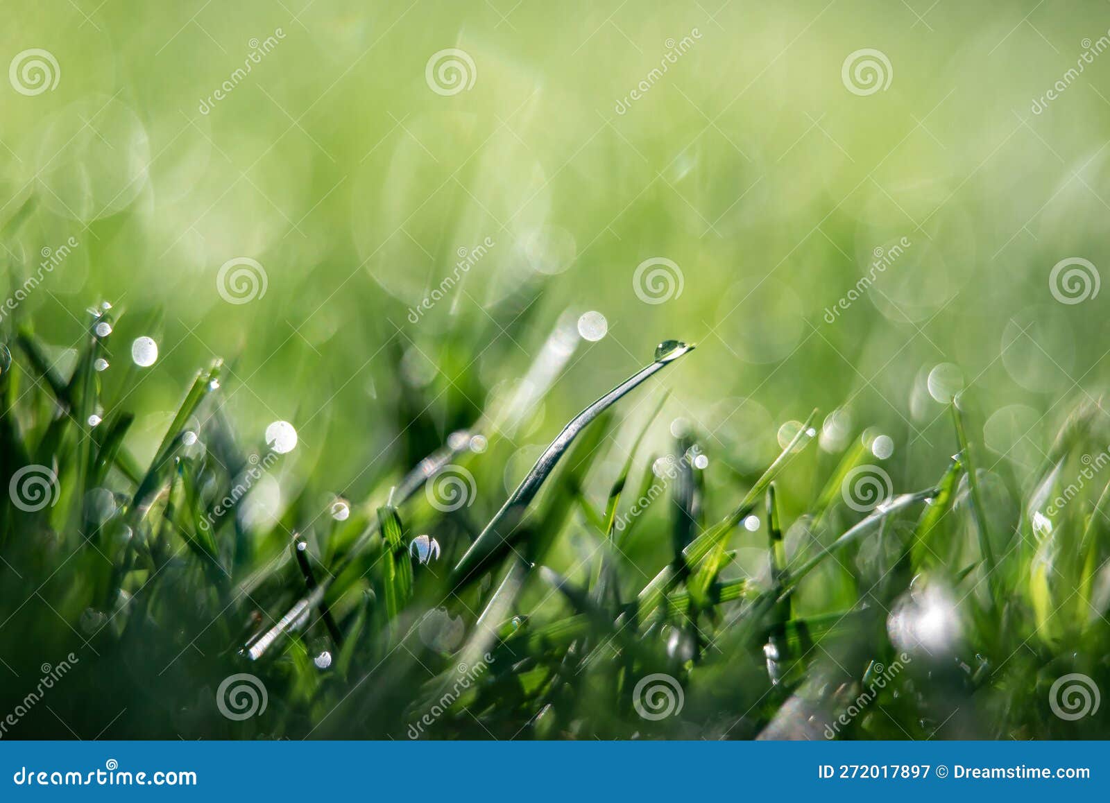 Early Morning Grass Dew on Back Yard Lawn Stock Image - Image of macro ...