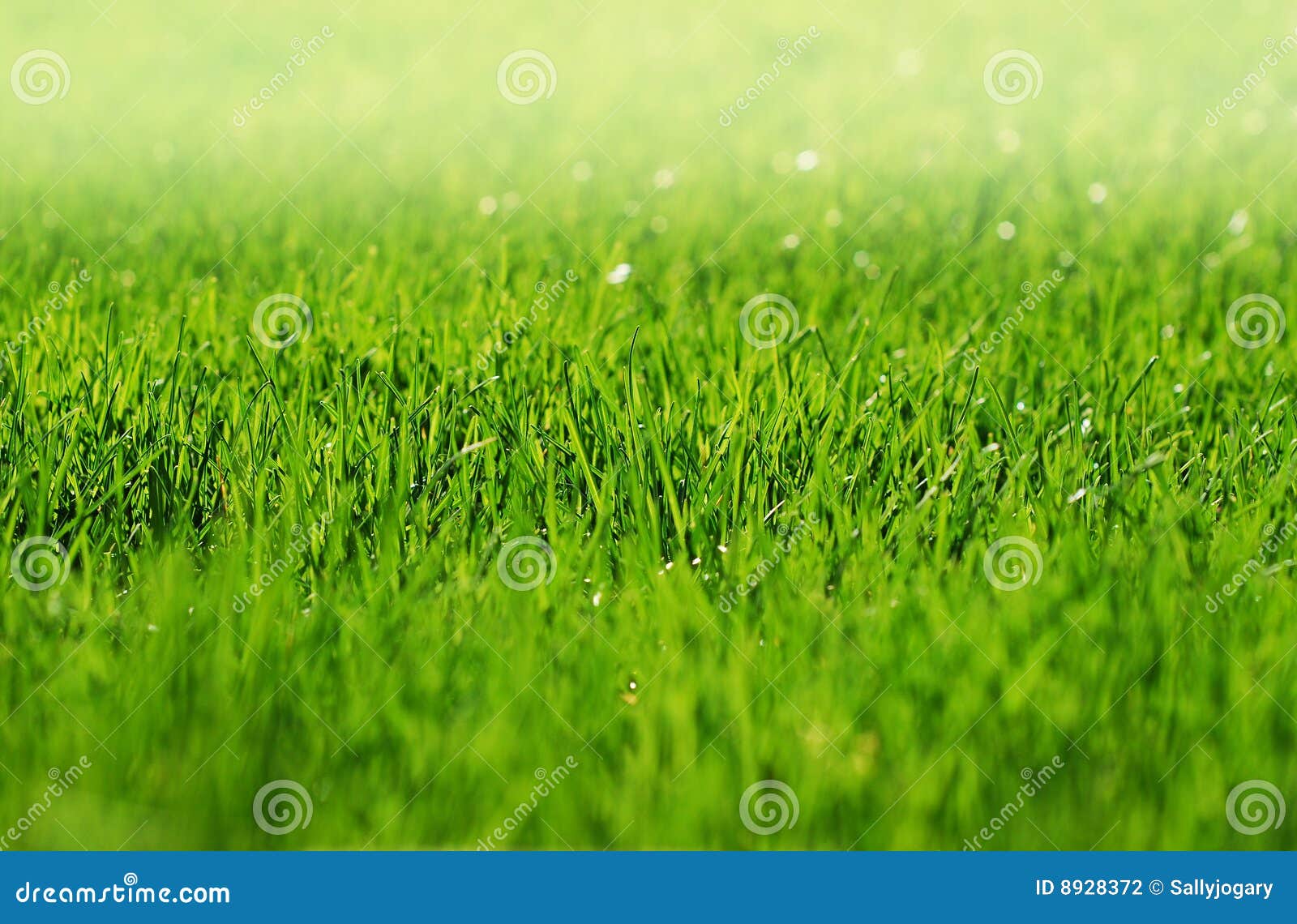 Early Morning Grass with Fog Stock Photo - Image of prairie, cloud: 8928372