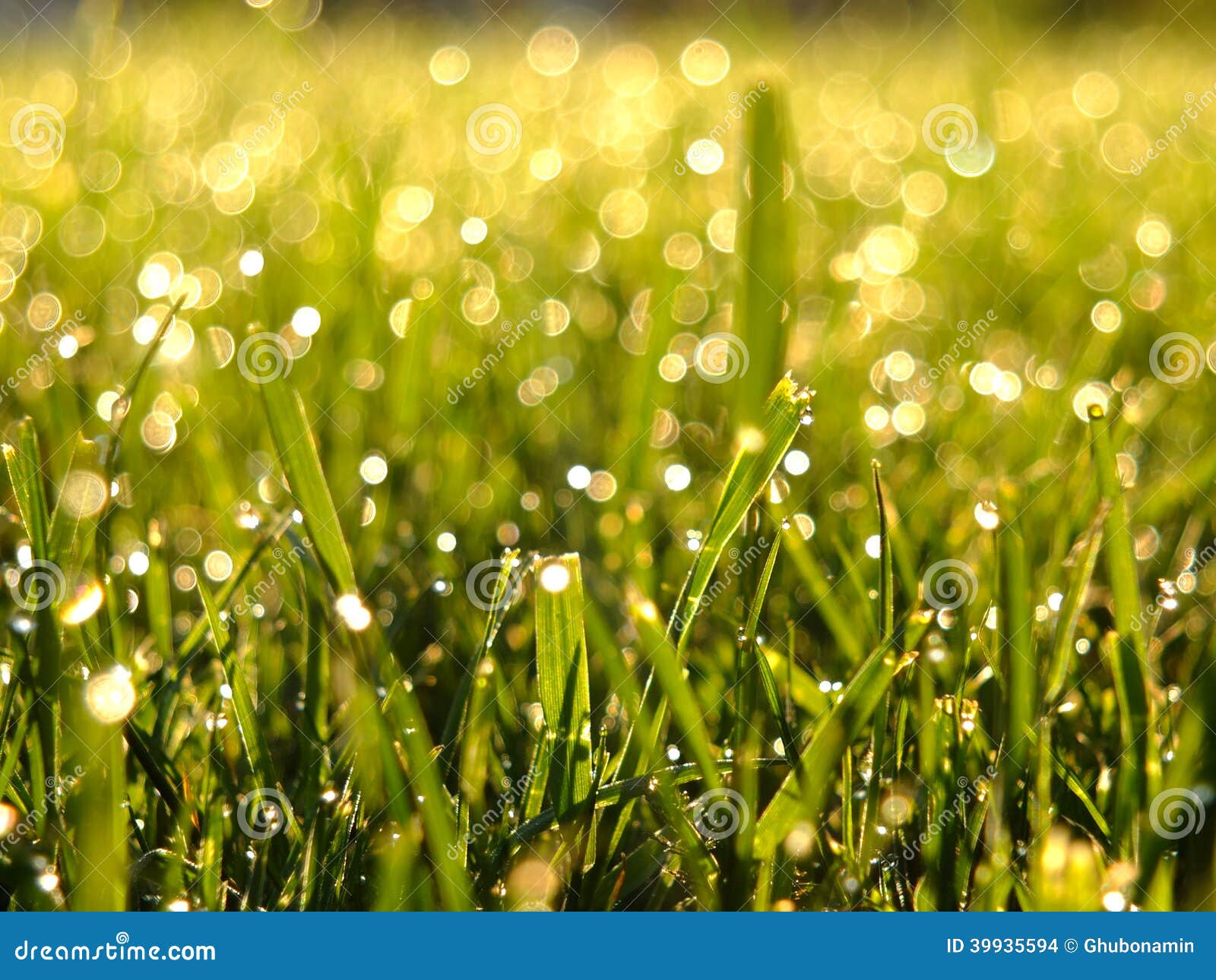 Early morning green grass stock photo. Image of garden - 39935594