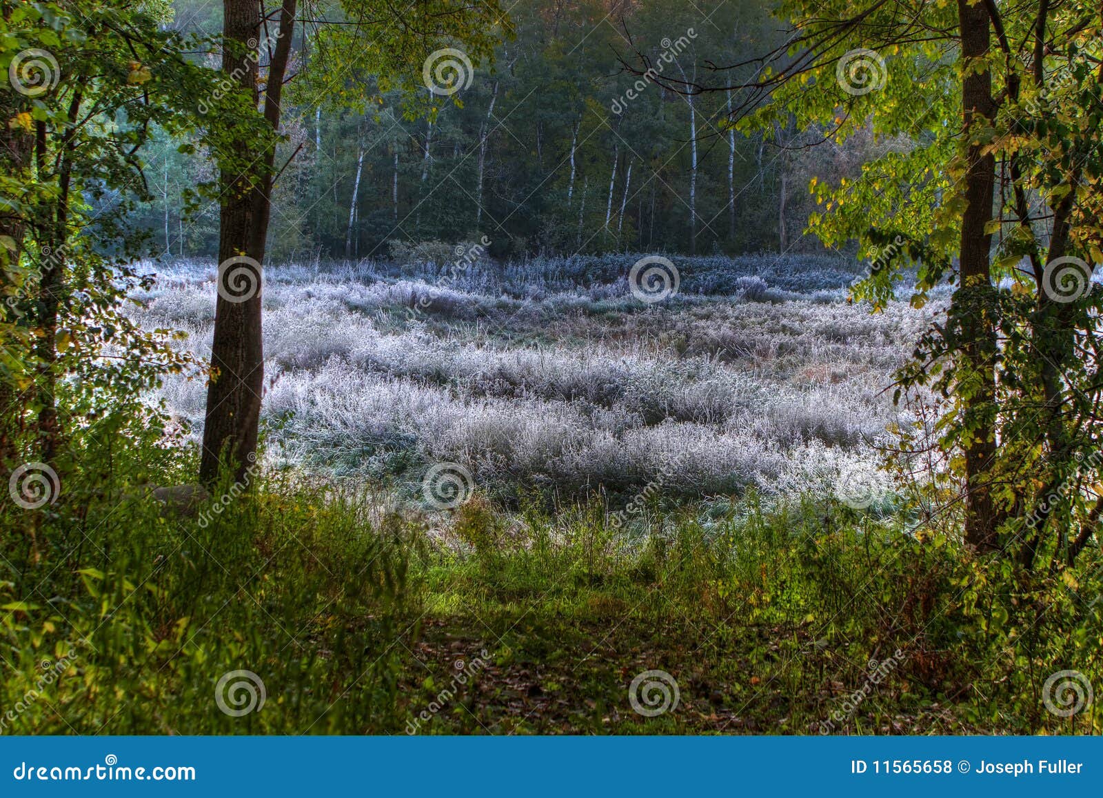 Early Morning Icy Landscape Stock Photo - Image of high, forest: 11565658