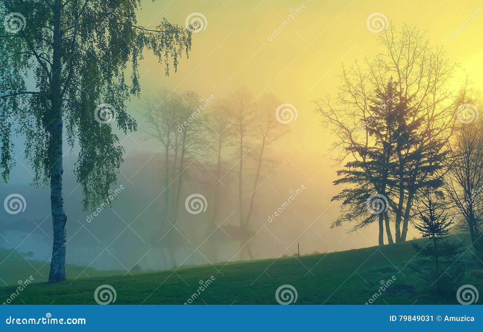 Early morning on the lake stock image. Image of forest - 79849031
