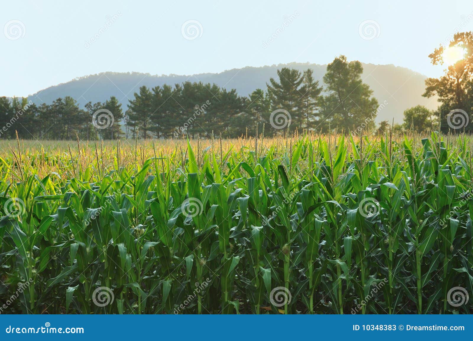 Early Morning Light of Sunrise on Corn Field Stock Image - Image of ...