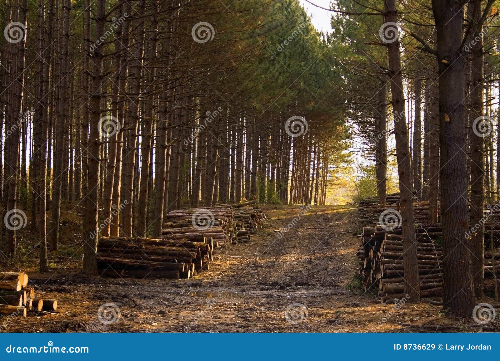Early Morning on a Logging Road Stock Image - Image of woodpile ...