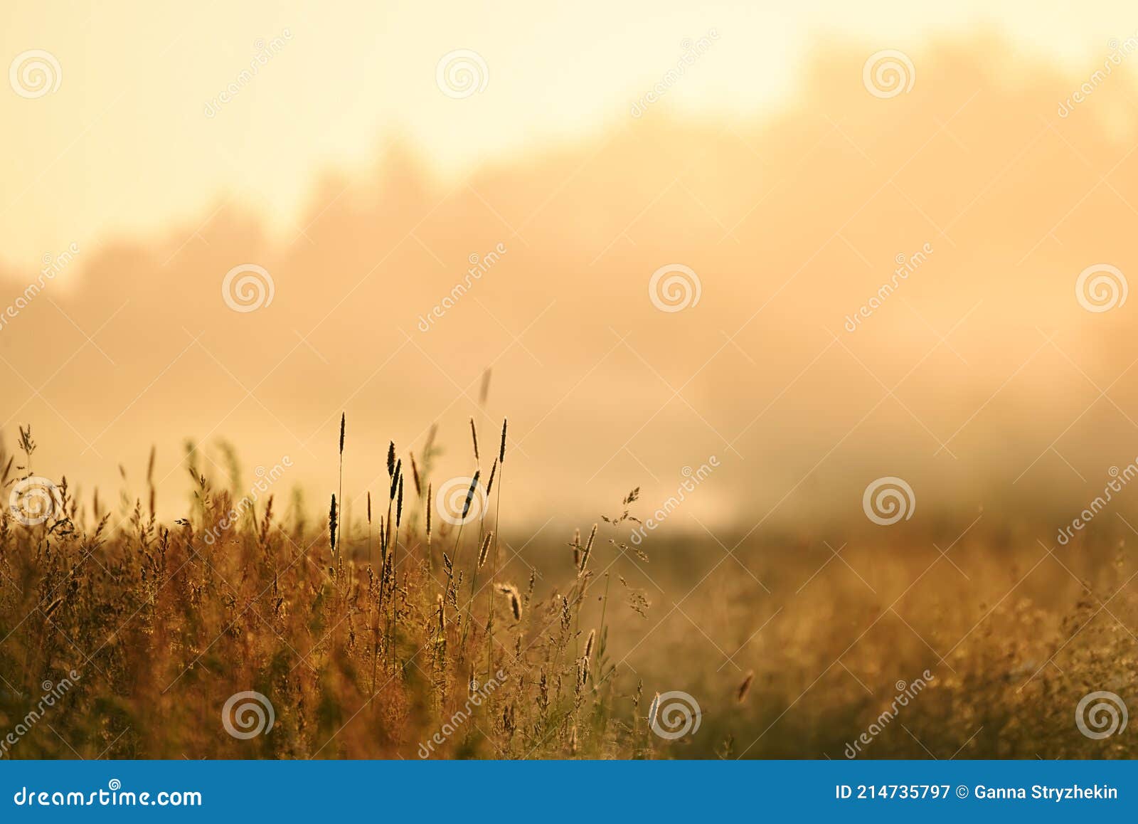 Early Morning Meadow in Soft Sunlight. Stock Image - Image of clean ...