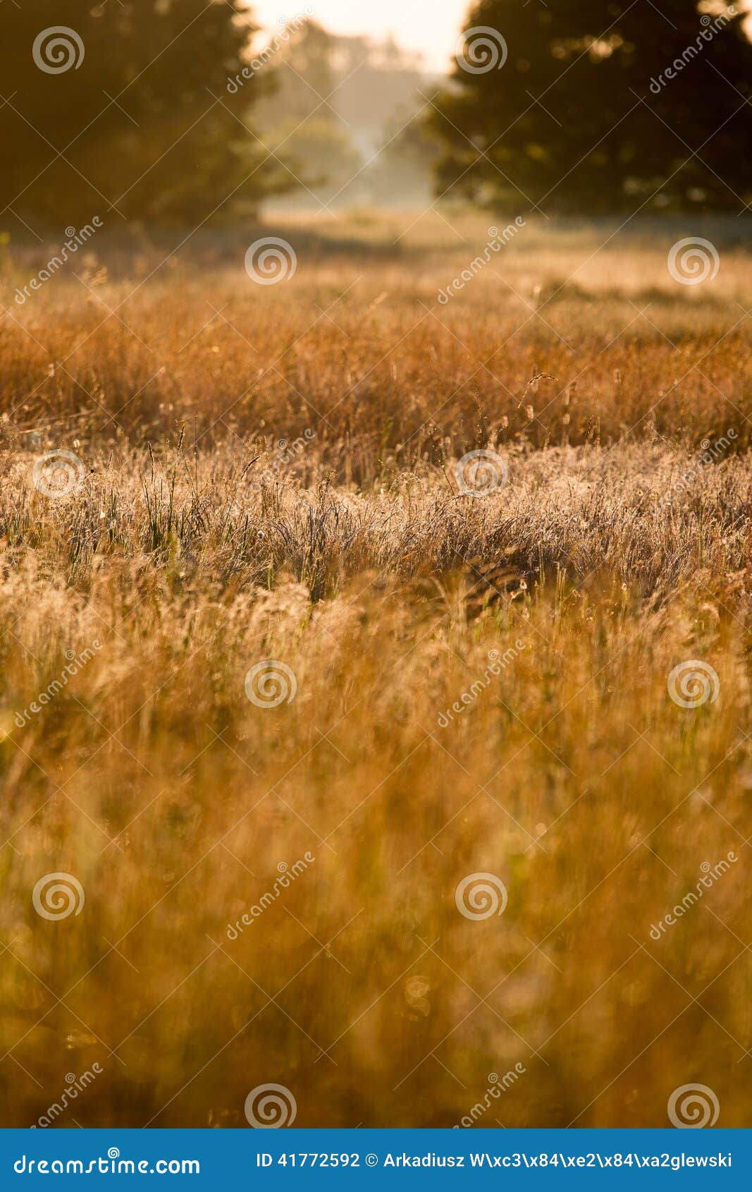 Early morning on meadow stock photo. Image of forest - 41772592