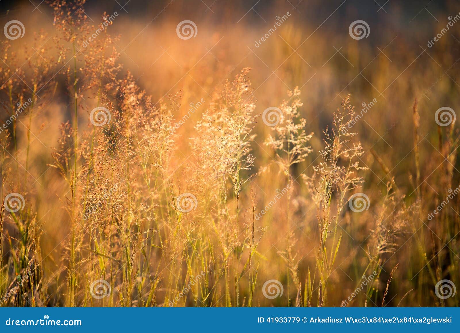 Early morning on meadow stock image. Image of grass, natural - 41933779