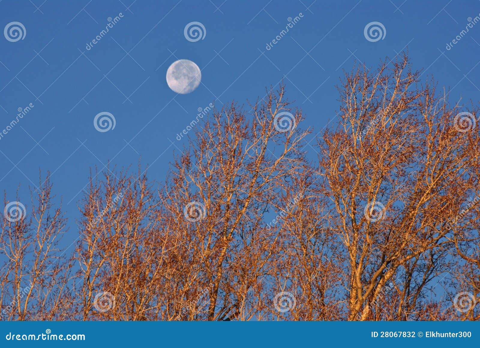 Early Morning Moon stock photo. Image of trees, planet - 28067832