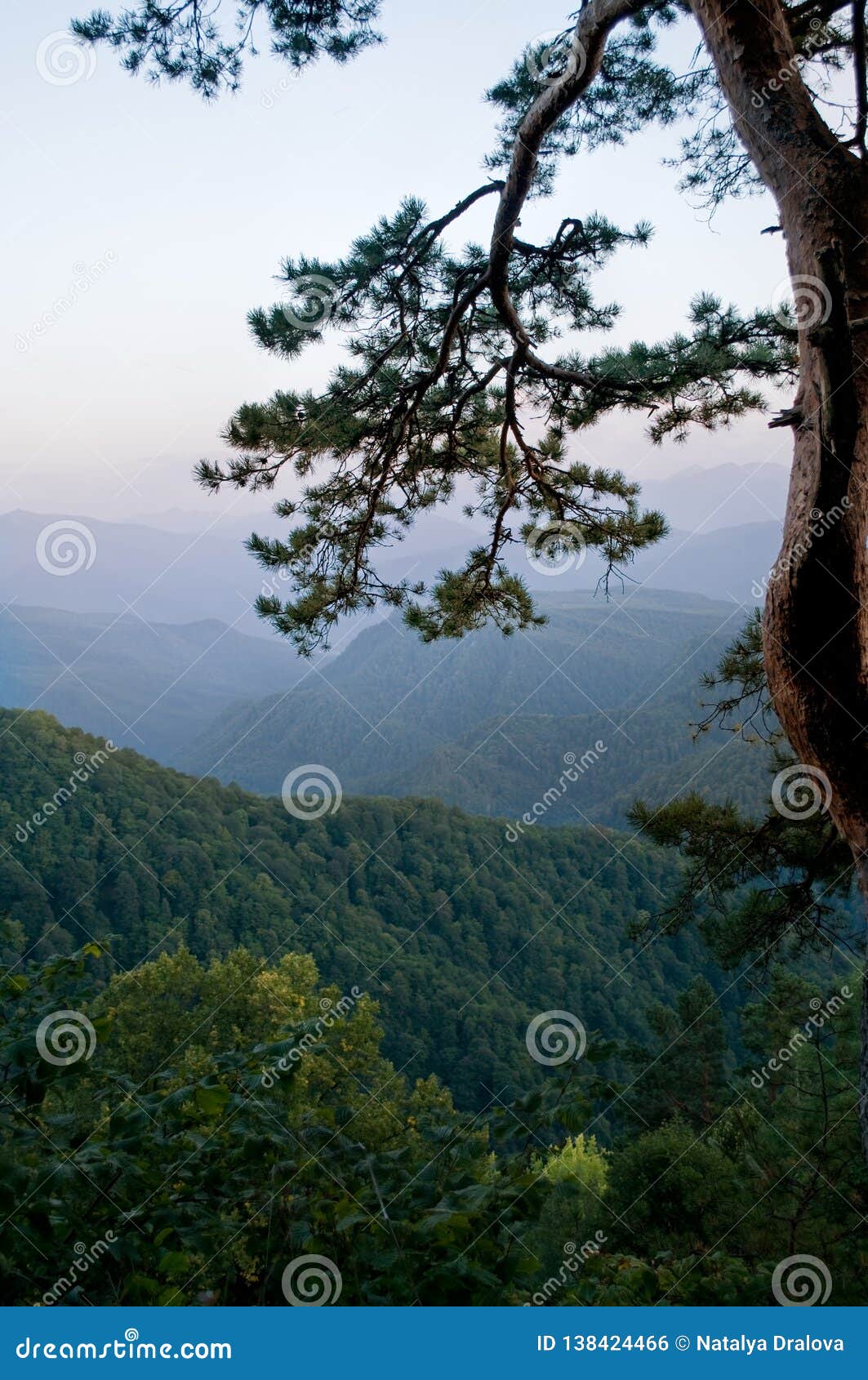 Old pine tree over a cliff stock photo. Image of tree - 138424466