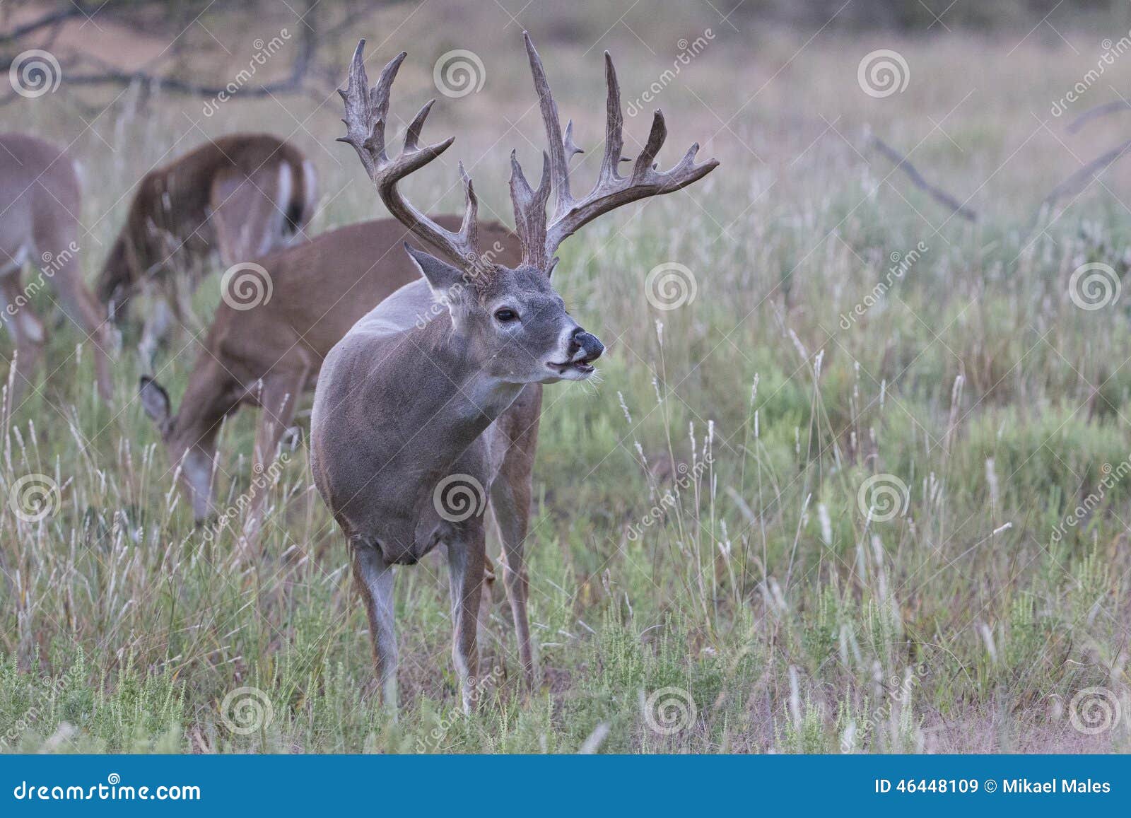 Early Morning Non-typical Whitetail Buck Stock Image - Image of midwest ...