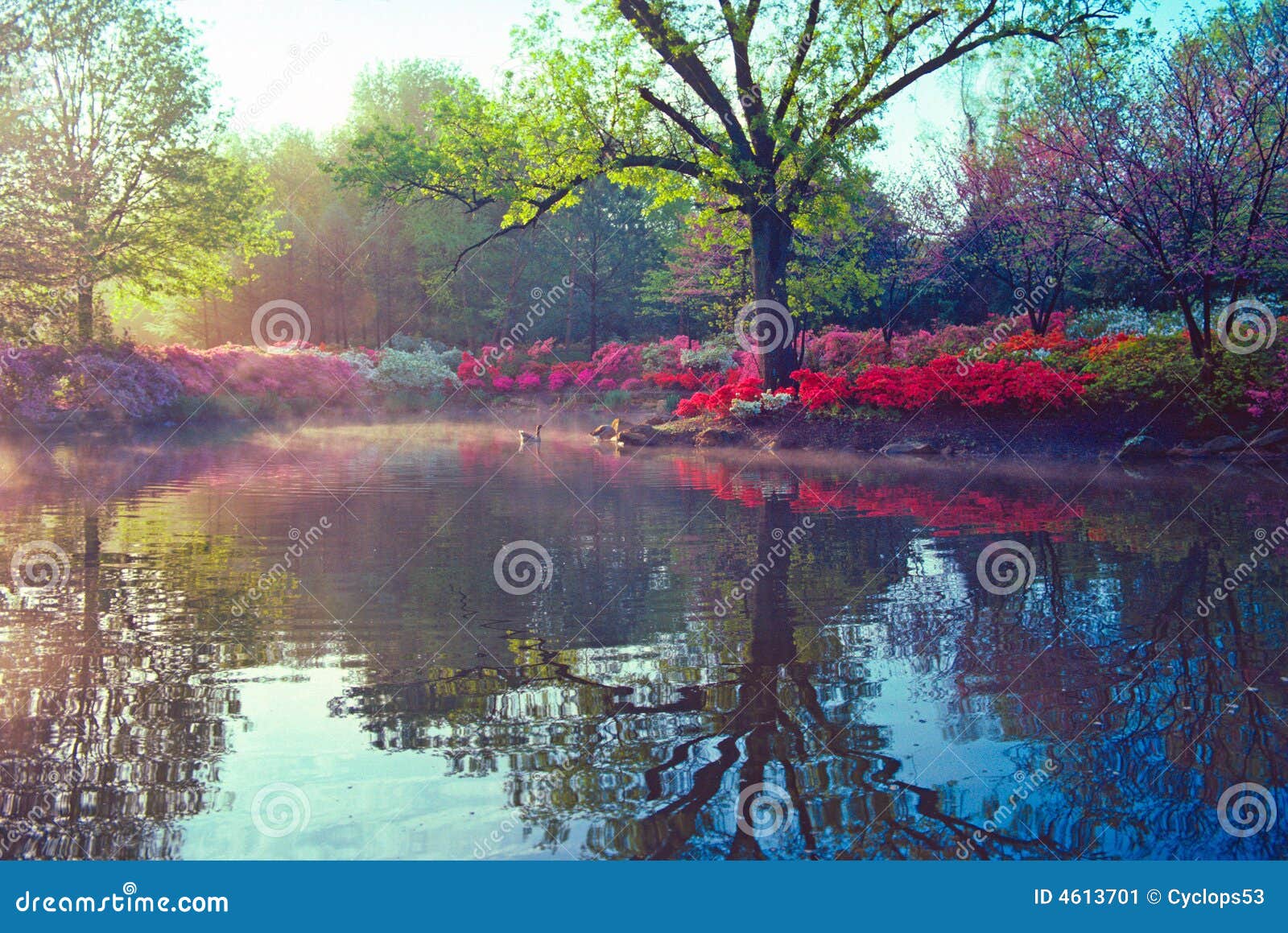 Early morning on the pond stock image. Image of water - 4613701