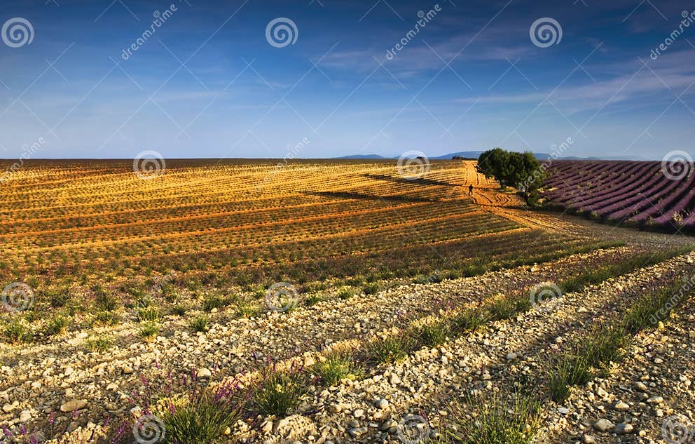 Early morning in Provence stock image. Image of european - 7448685