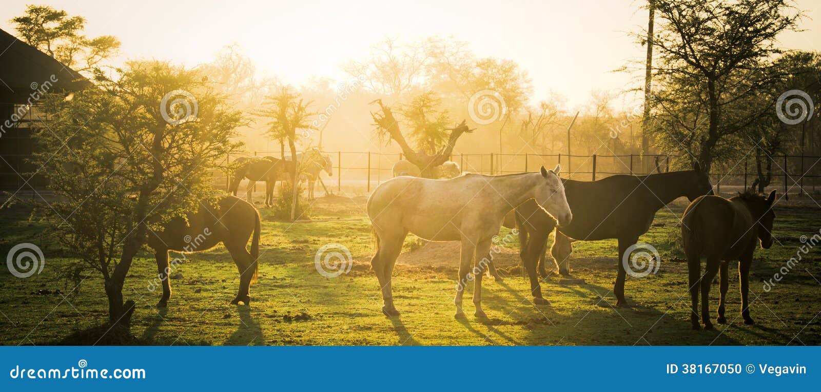 Early Morning Ranch stock photo. Image of stables, rustic - 38167050