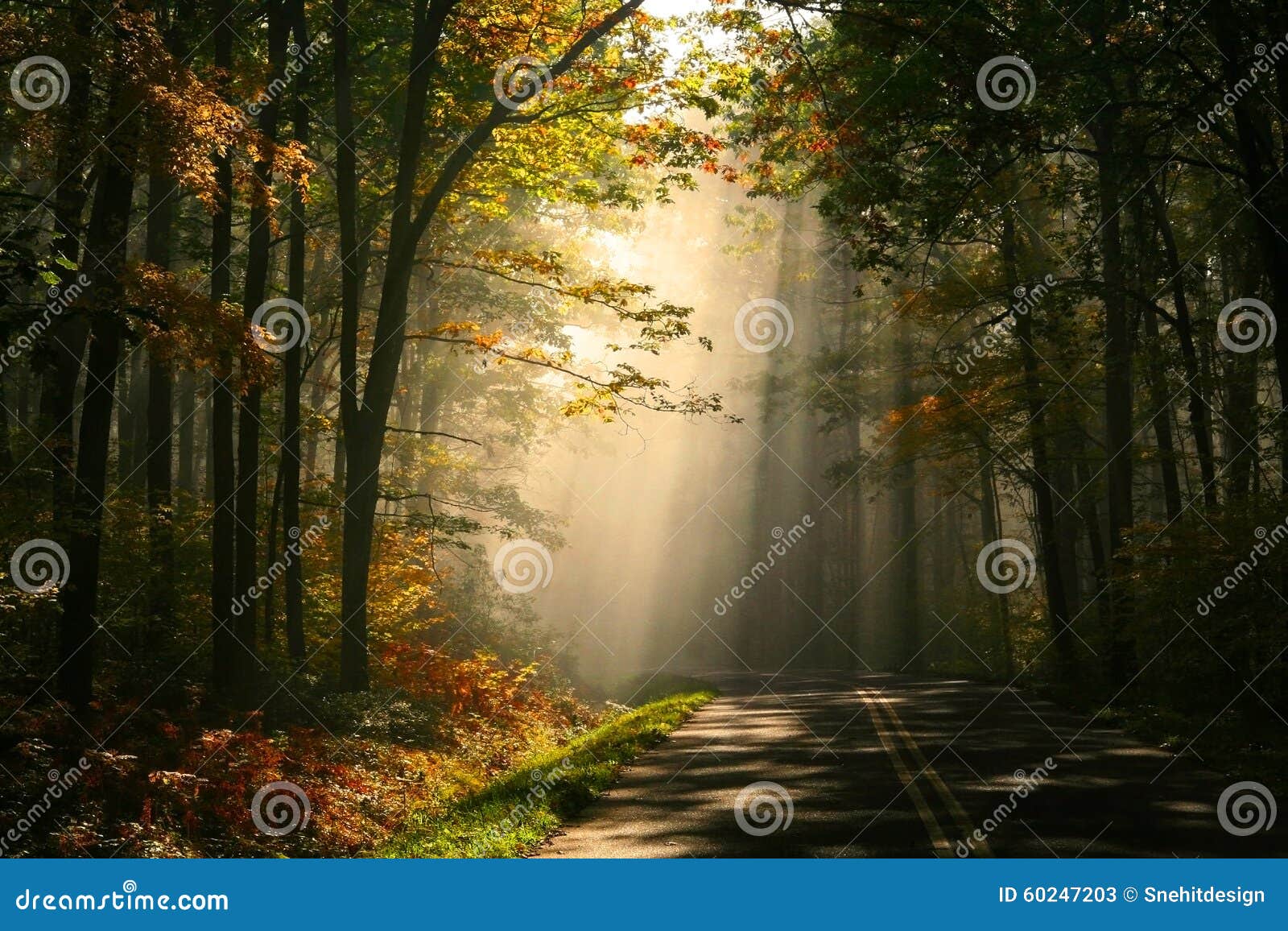 Early Morning Scene in Allegheny Stock Image - Image of fall ...
