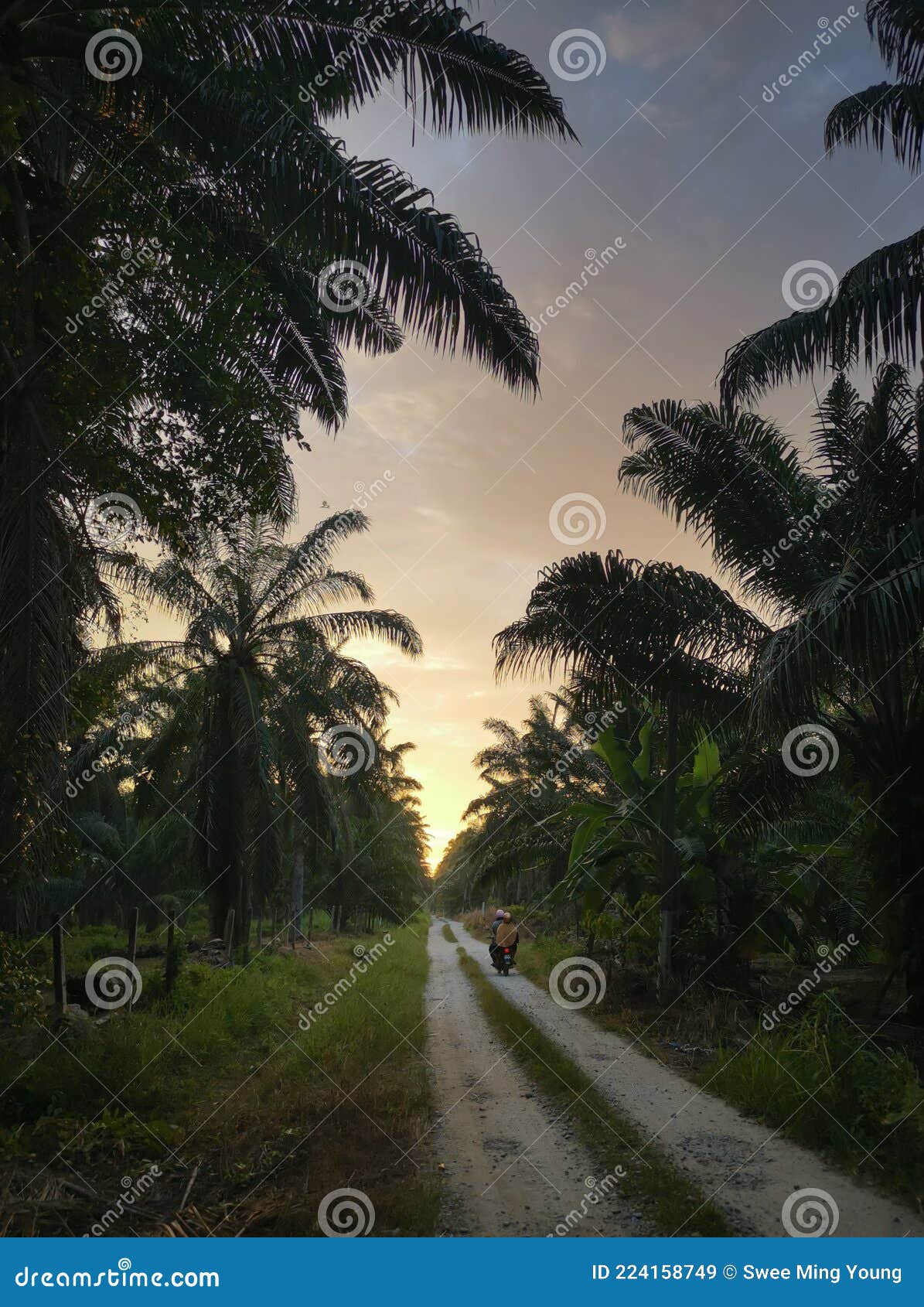 Early Morning Scene of the Pathway into the Farm Stock Image - Image of ...