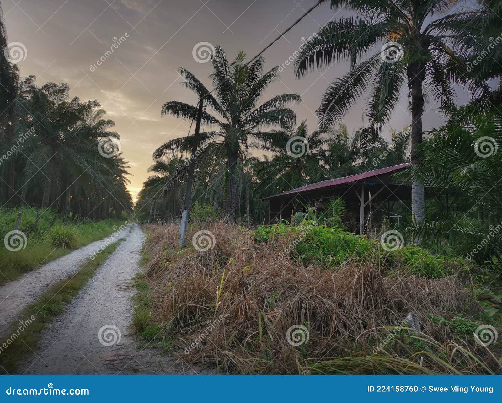 Early Morning Scene of the Pathway into the Farm Stock Photo - Image of ...
