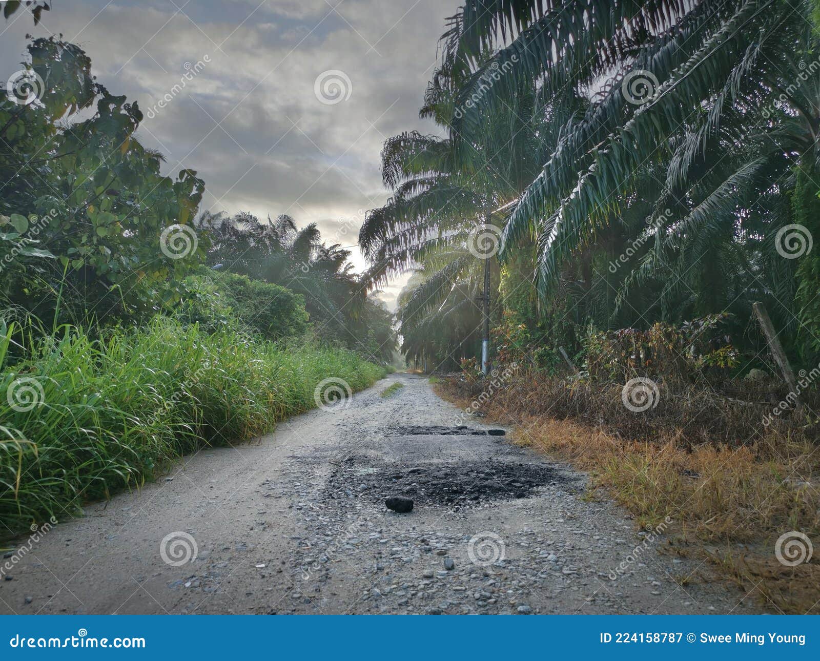 Early Morning Scene of the Pathway into the Farm Stock Image - Image of ...